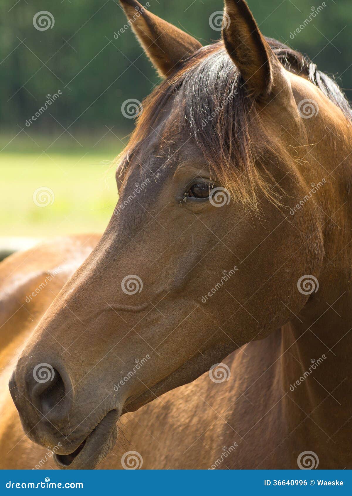 German horses stock photo. Image of trees, germany, stallion - 36640996