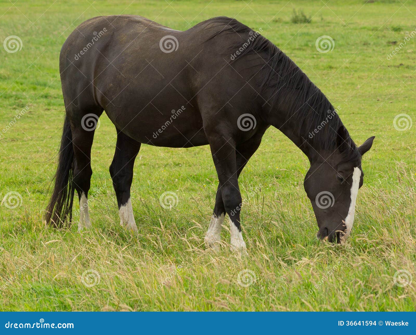 German horses stock photo. Image of foal, animals, foals - 36641594