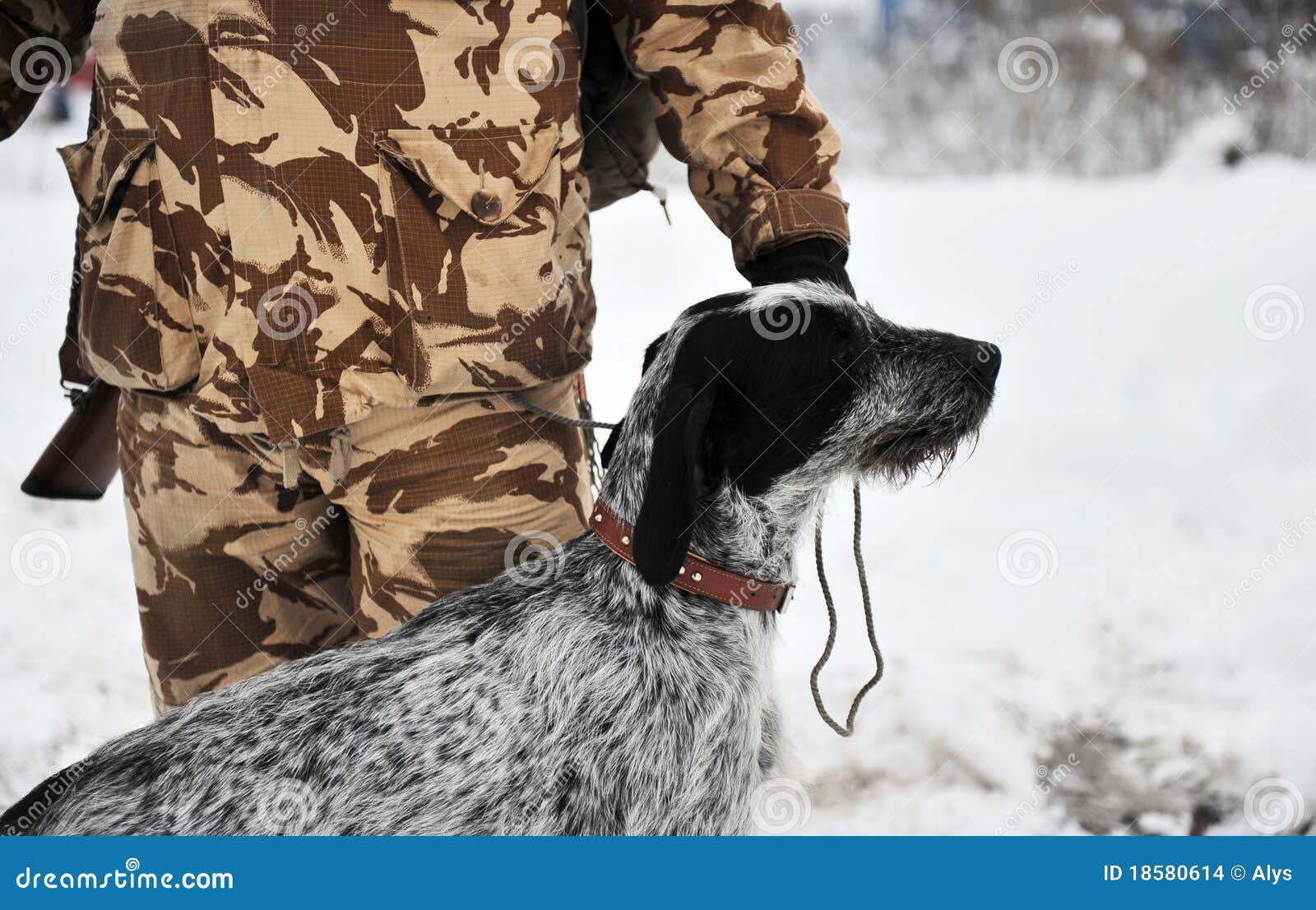 German hunting dog stock photo. Image of color, portrait - 18580614