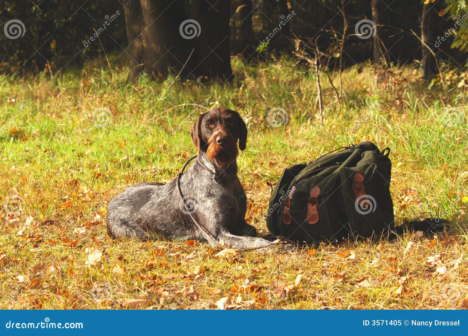 German hunting dog stock image. Image of carnivor, cute - 3571405
