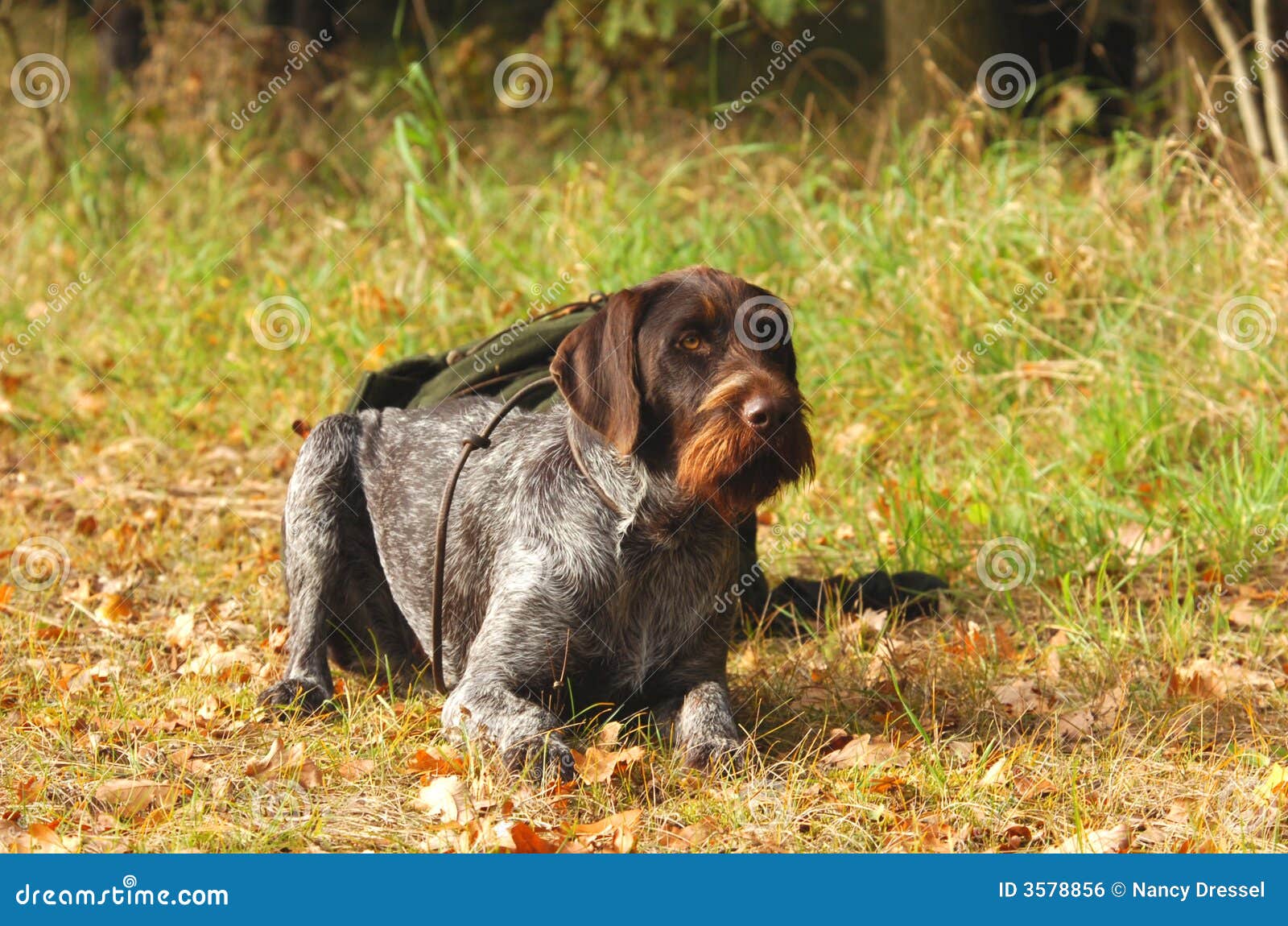 German hunting dog stock photo. Image of beauty, domestic - 3578856