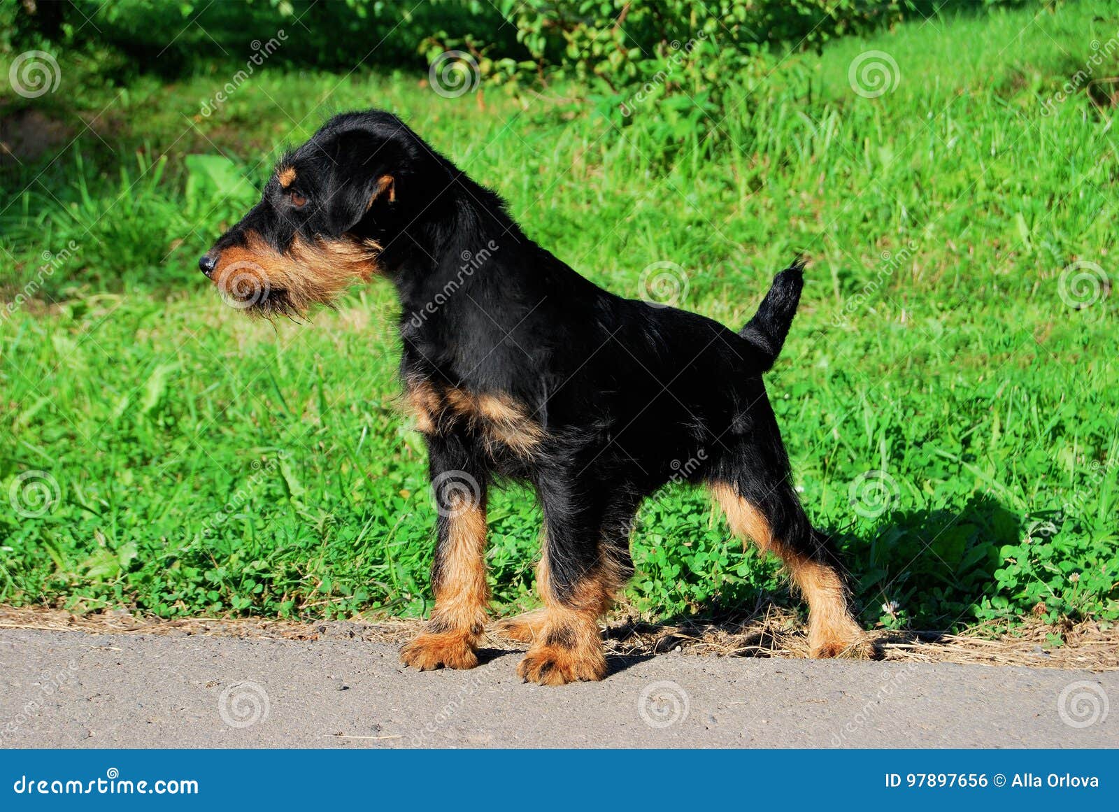 German hunting terrier stock photo. Image of cute, german - 97897656