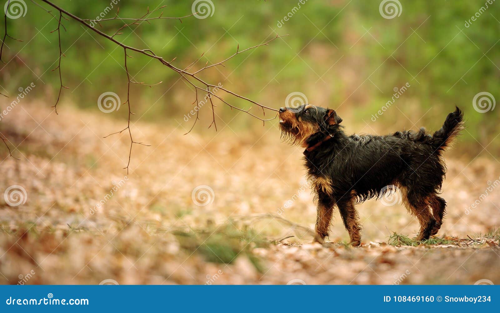 German hunting terrier stock photo. Image of female - 108469160
