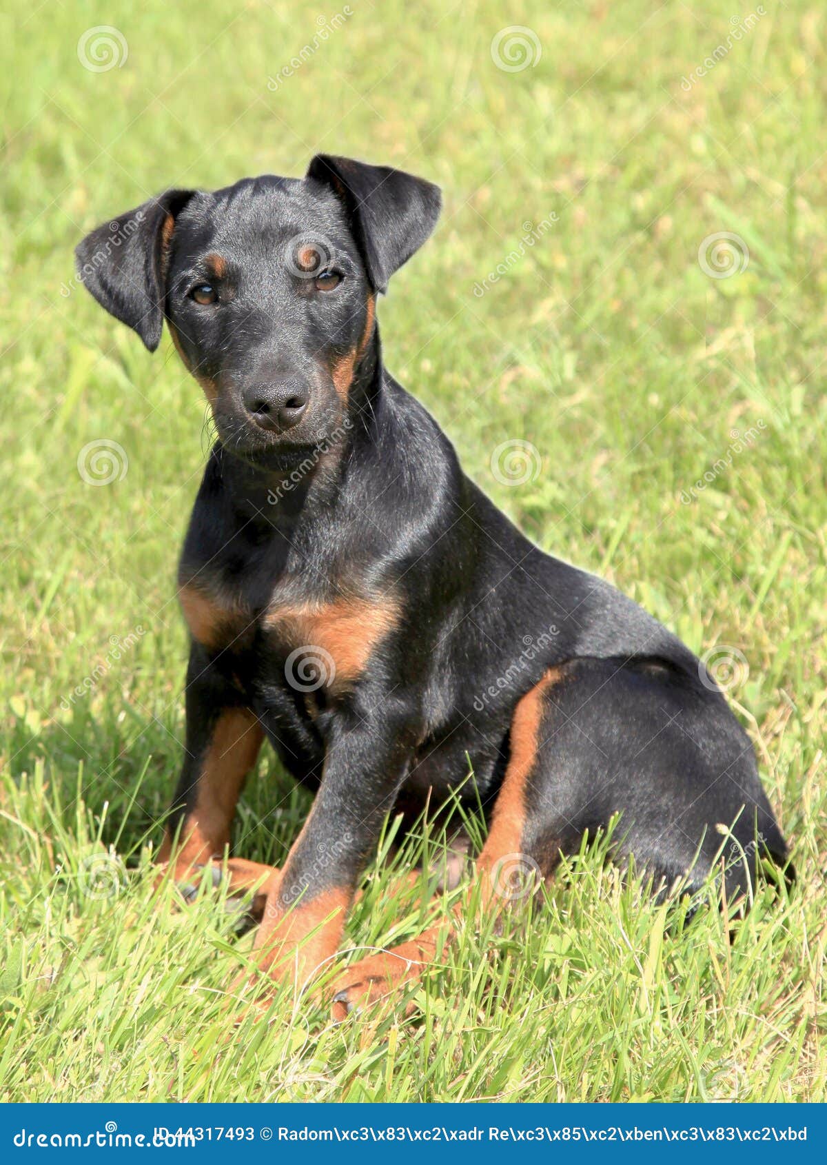 German Hunting Terrier stock image. Image of hunting - 44317493