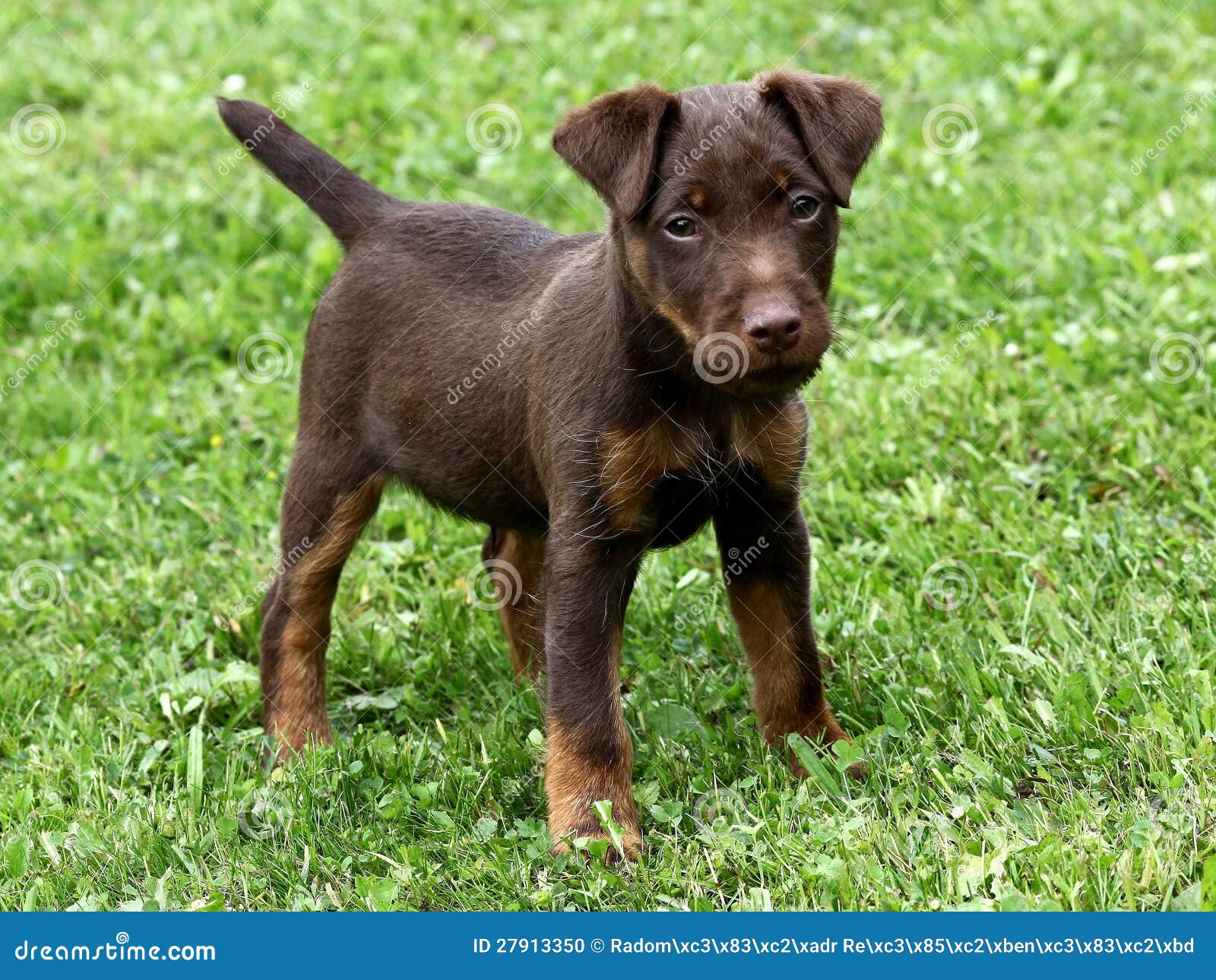 Free Images View Puppy Animal Cute Pet Fur Hunting Dog Bart 200+] Pink