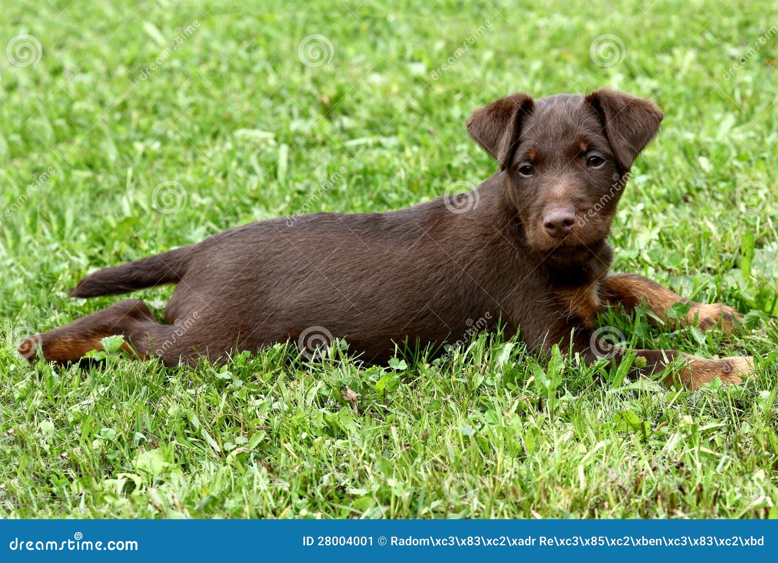 German Hunting Terrier Puppy Stock Image - Image of adorable, brown ...