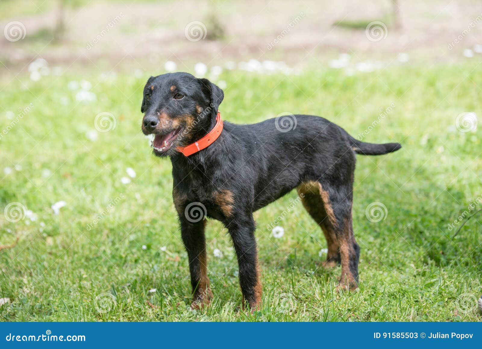 German Hunting Terrier in the Spring Garden Stock Image - Image of ...