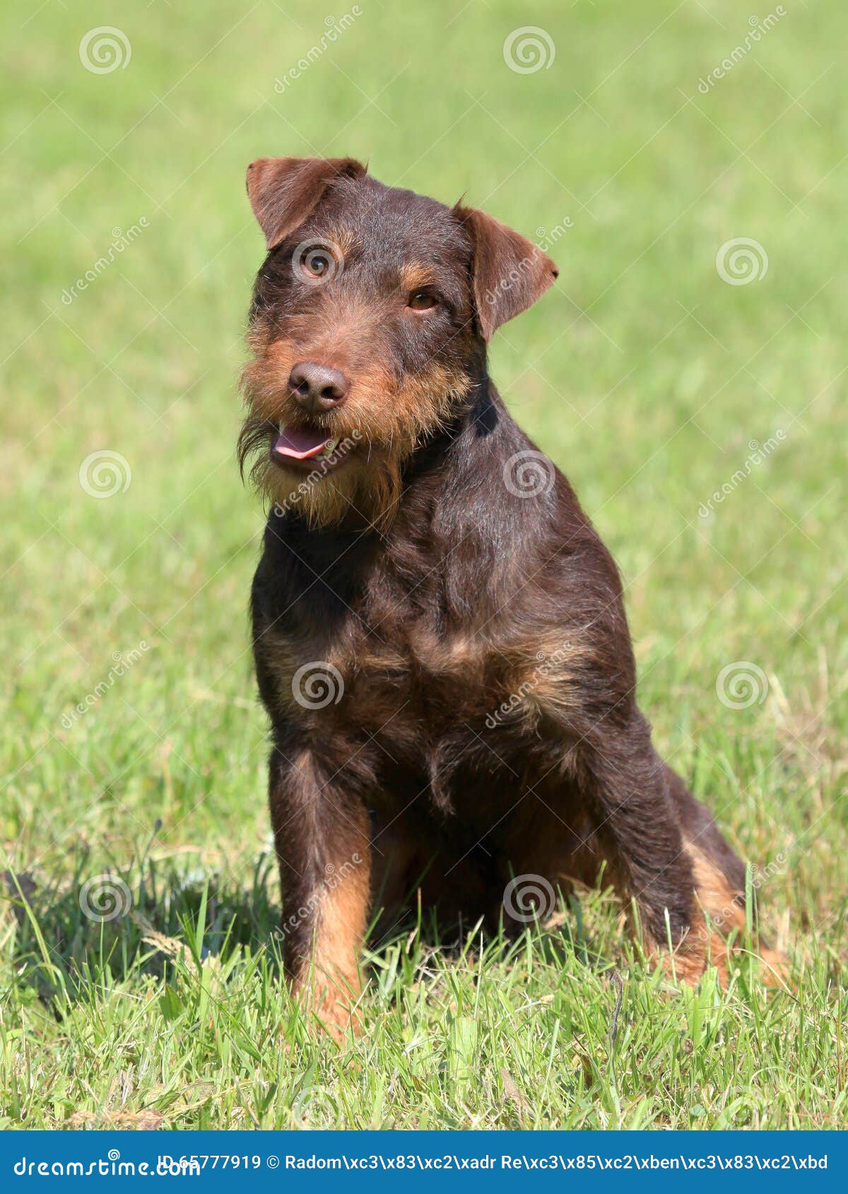 German Hunting Terrier in the Spring Garden Stock Image - Image of ...