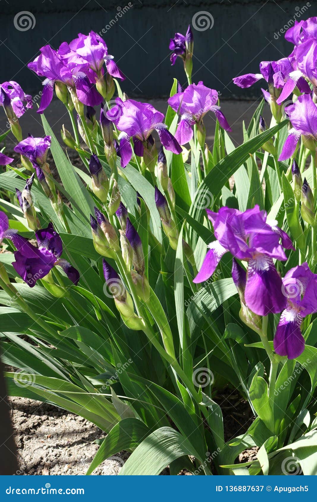 German Iris in Bloom in Spring Stock Image - Image of falls, growth ...