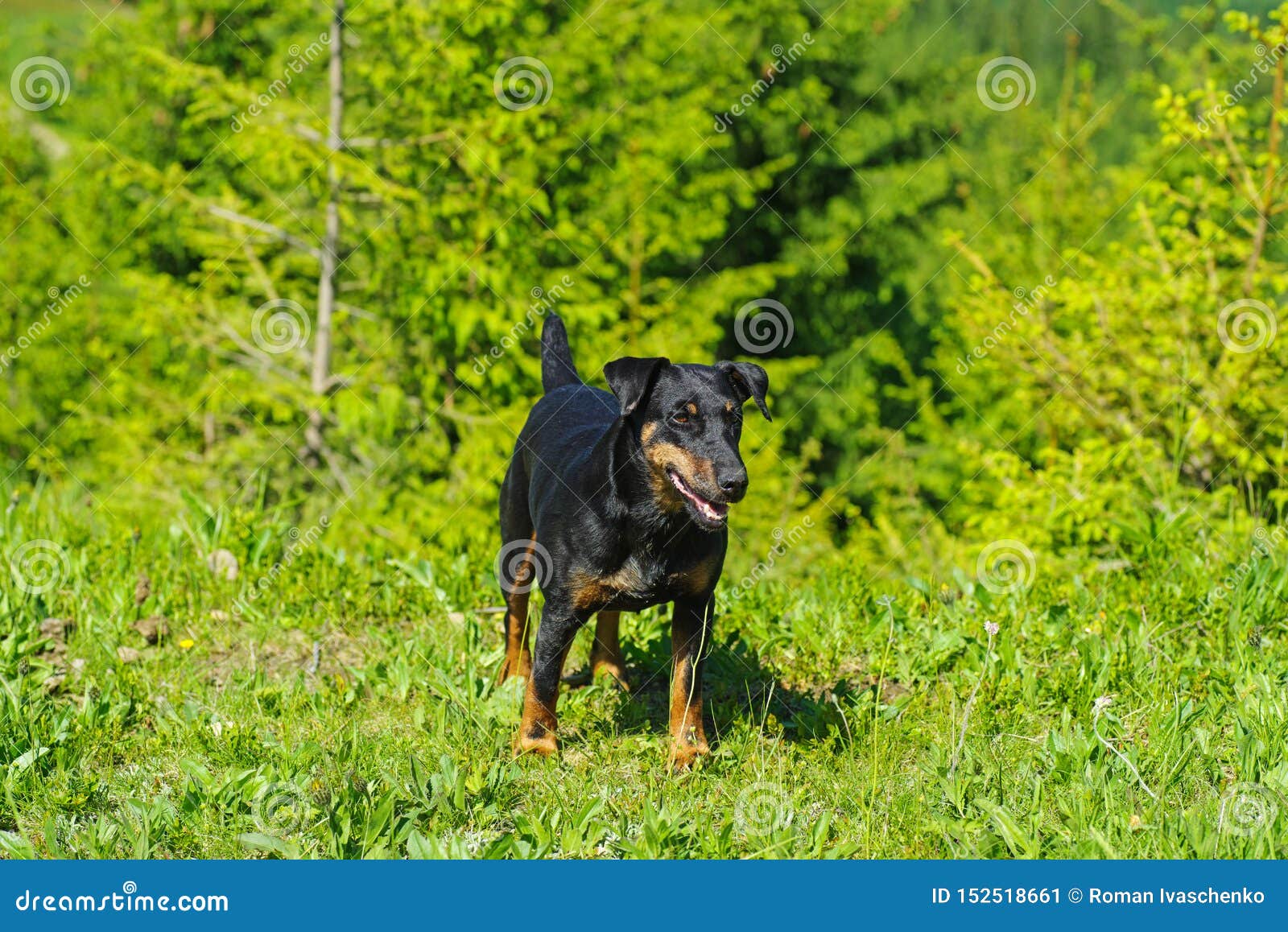 German Jagdterrier in a Forest Stock Image - Image of terrier, german ...