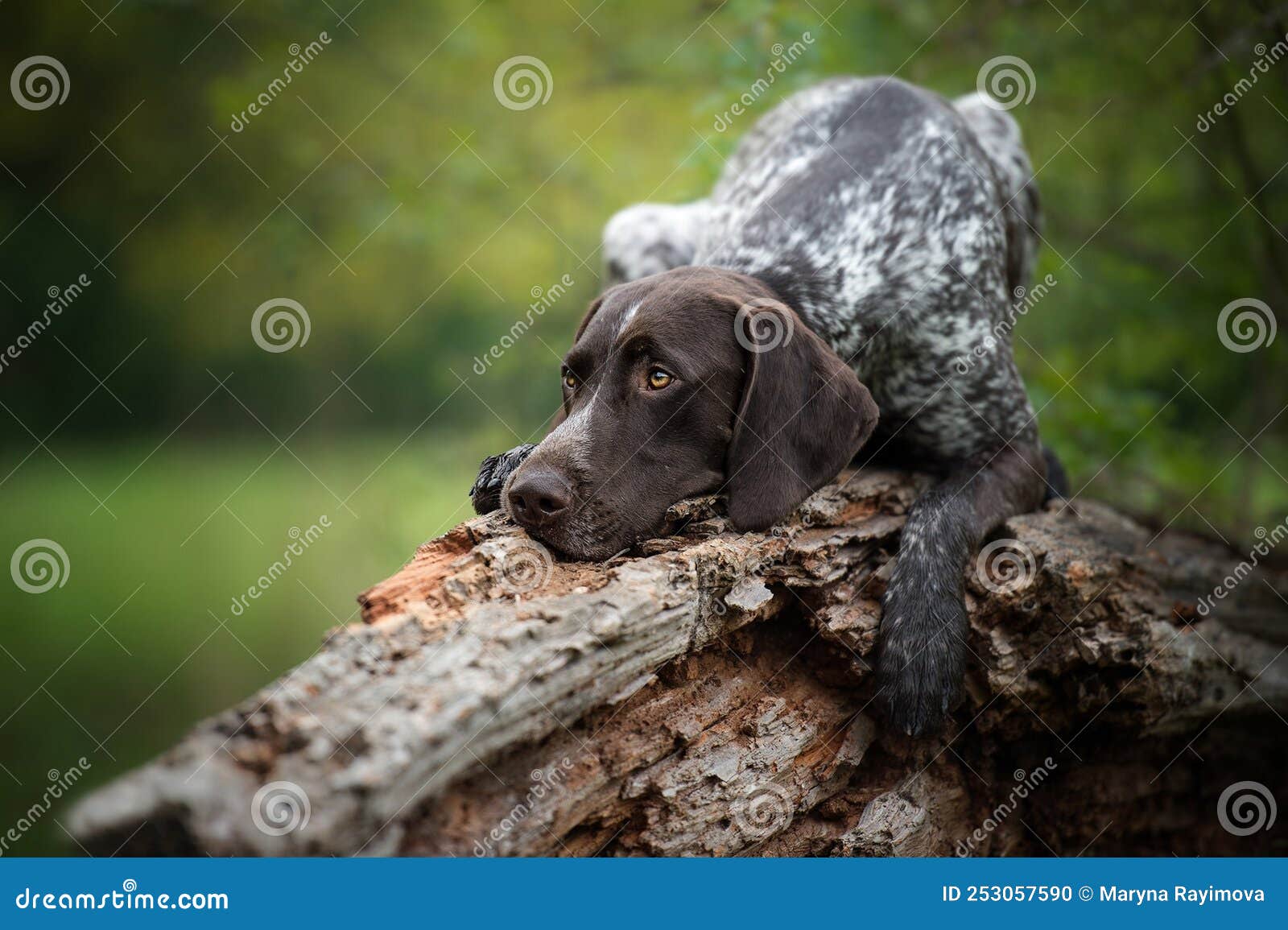 German Kurzhaar And British Scottish Fold Stock Photography ...