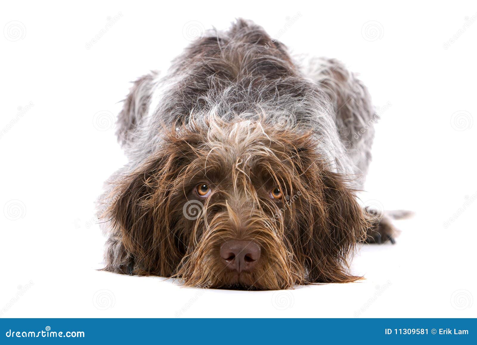 301 Pointer Looks Stock Photos - Free & Royalty-Free Stock Photos from ...