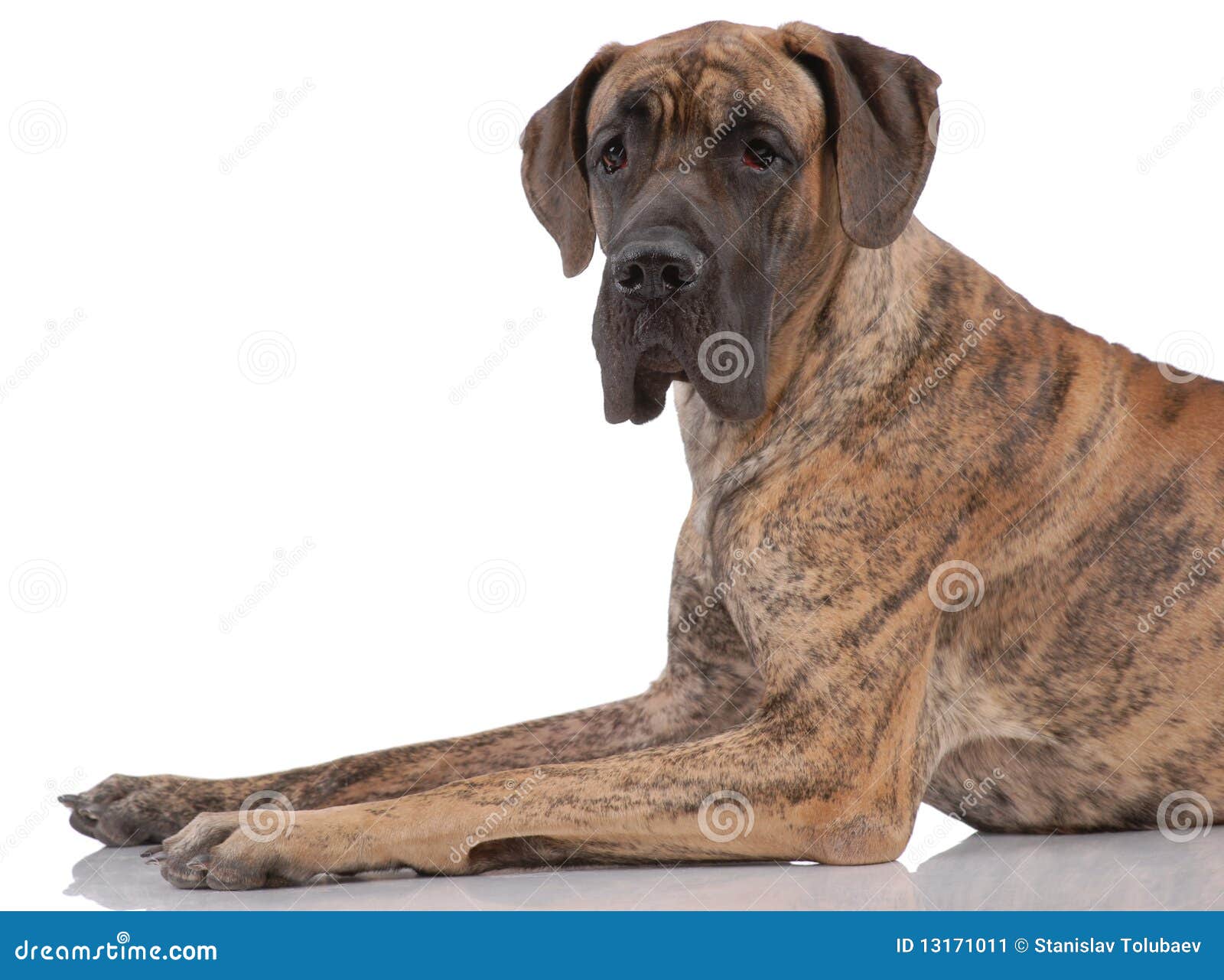 German mastiff stock image. Image of female, hair, nose - 13171011