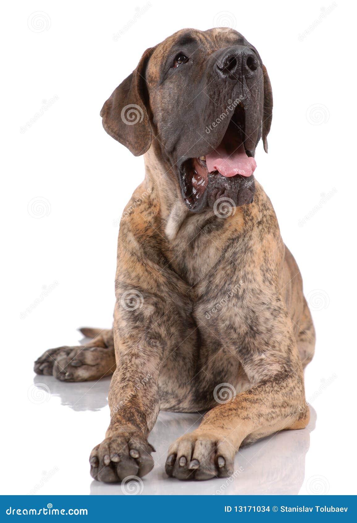 German mastiff stock photo. Image of nose, isolated, shorthair - 13171034