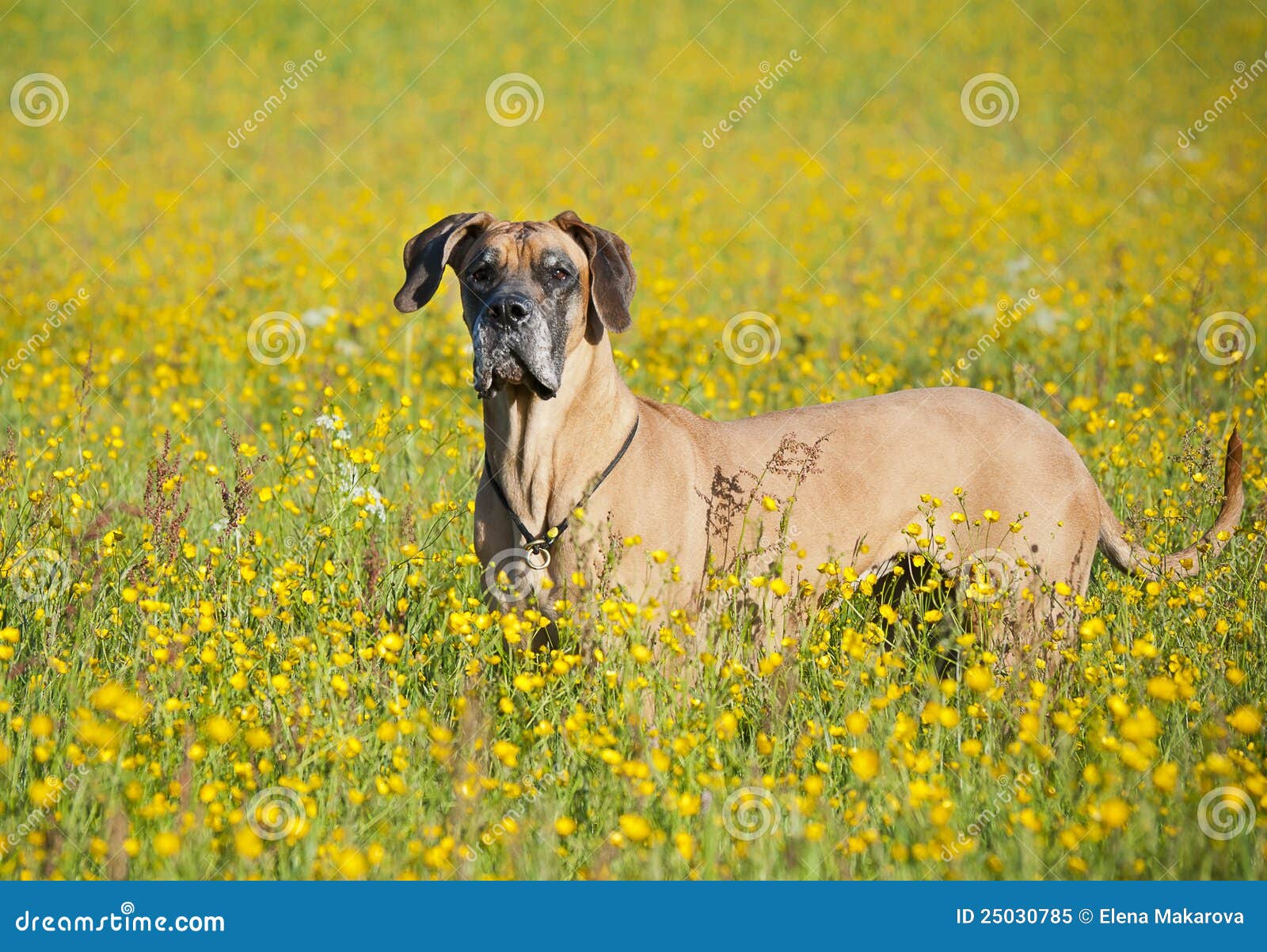 German mastiff # 2 stock image. Image of hound, mouth - 25030785