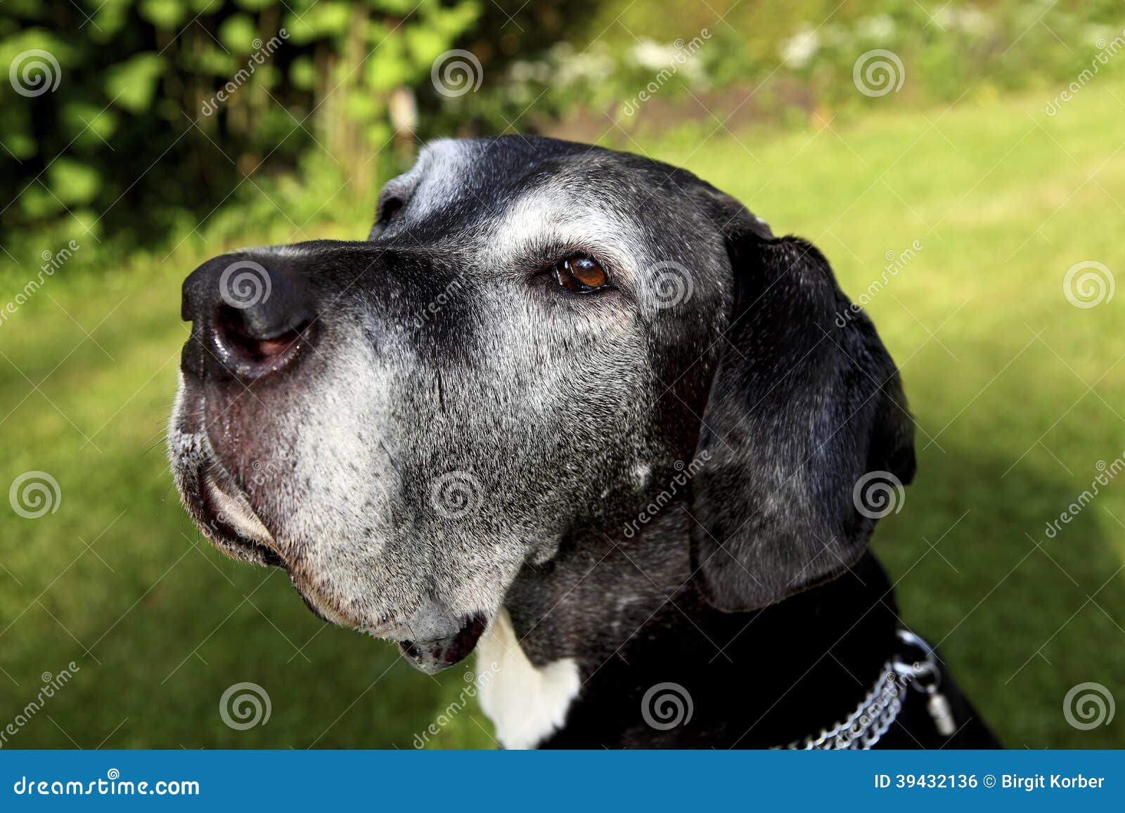 German mastiff stock photo. Image of expecting, dogs - 39432136