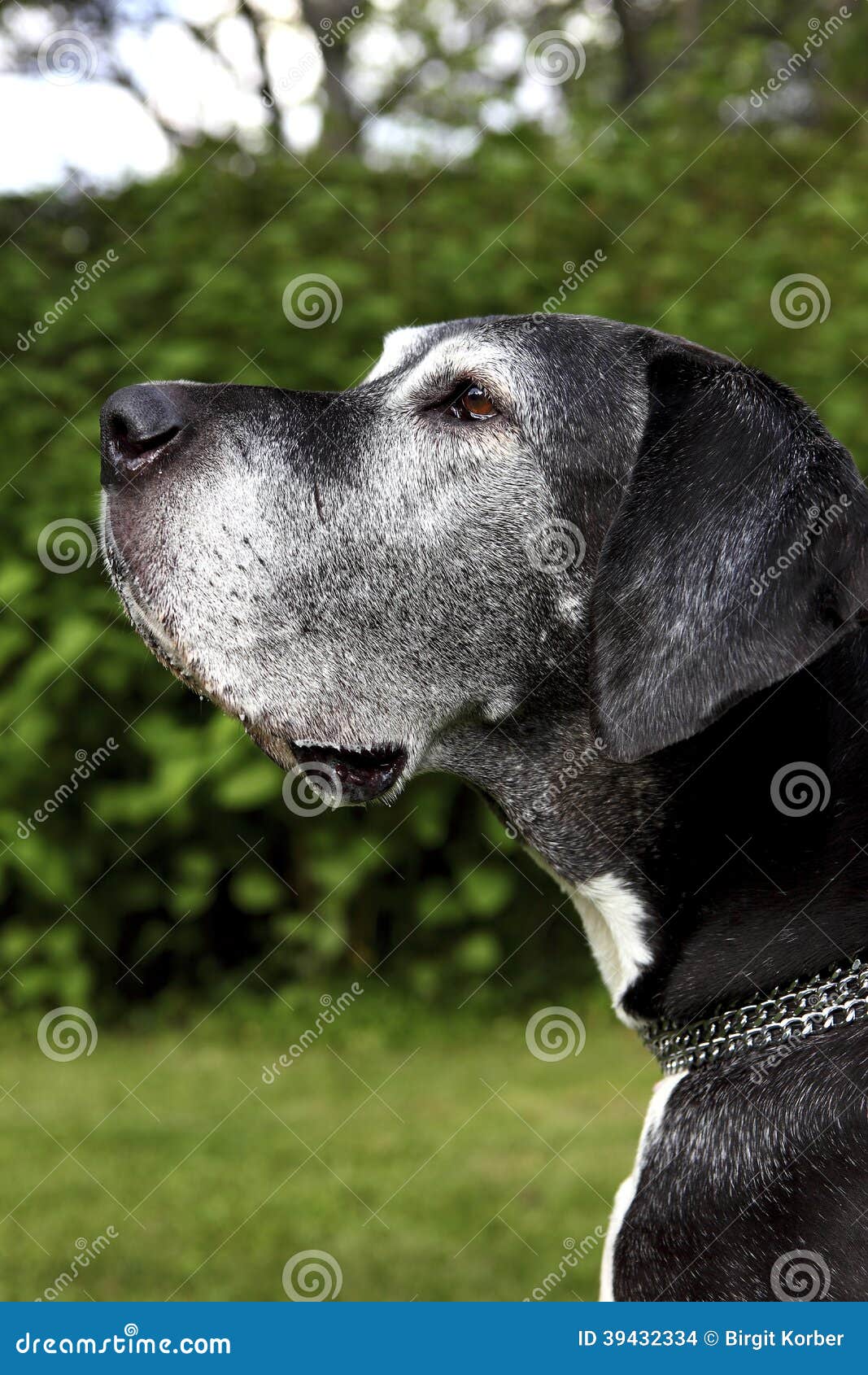 German mastiff stock photo. Image of german, pedigree - 39432334