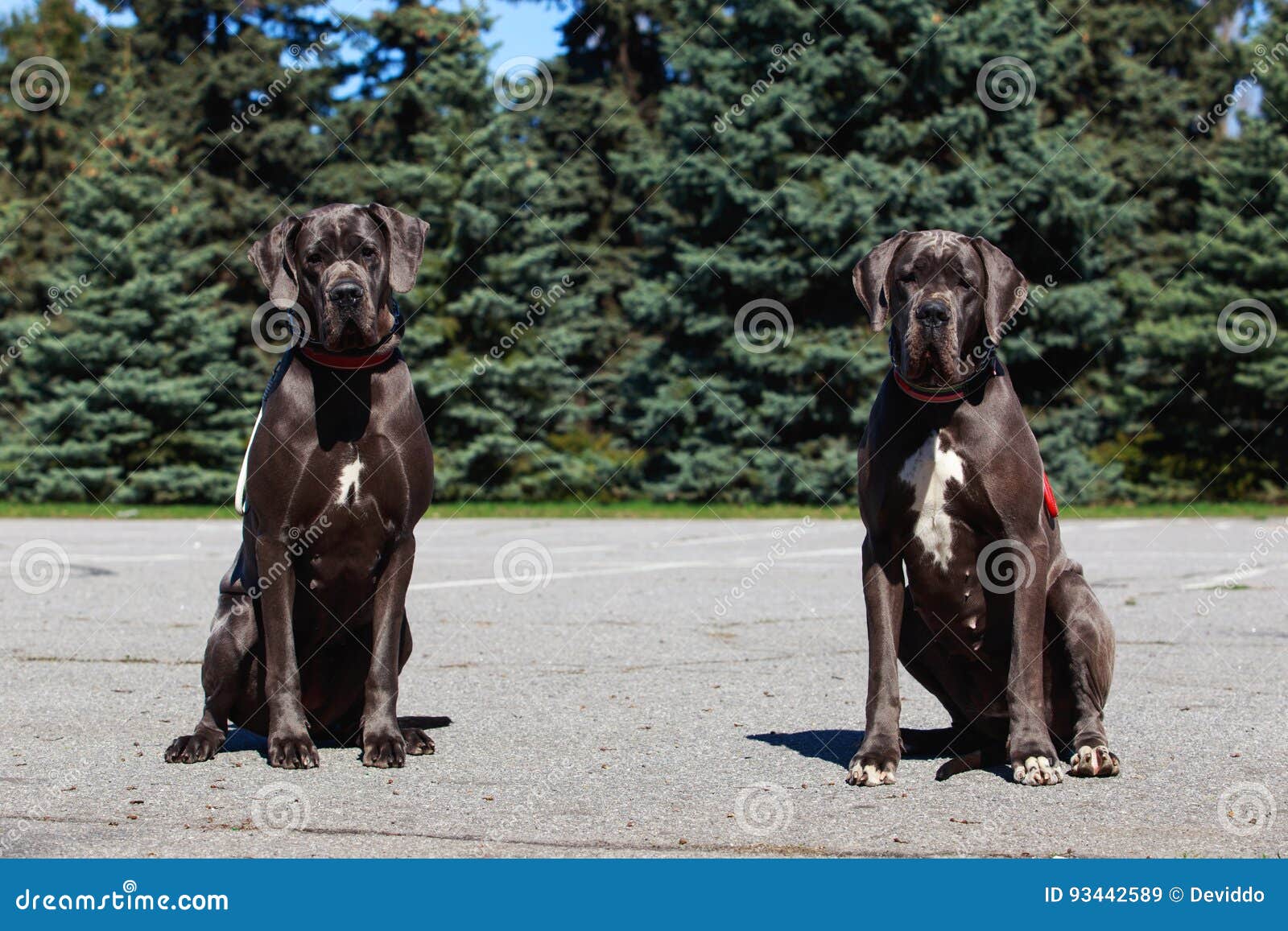 The german mastiff stock image. Image of eyes, friendship - 93442589