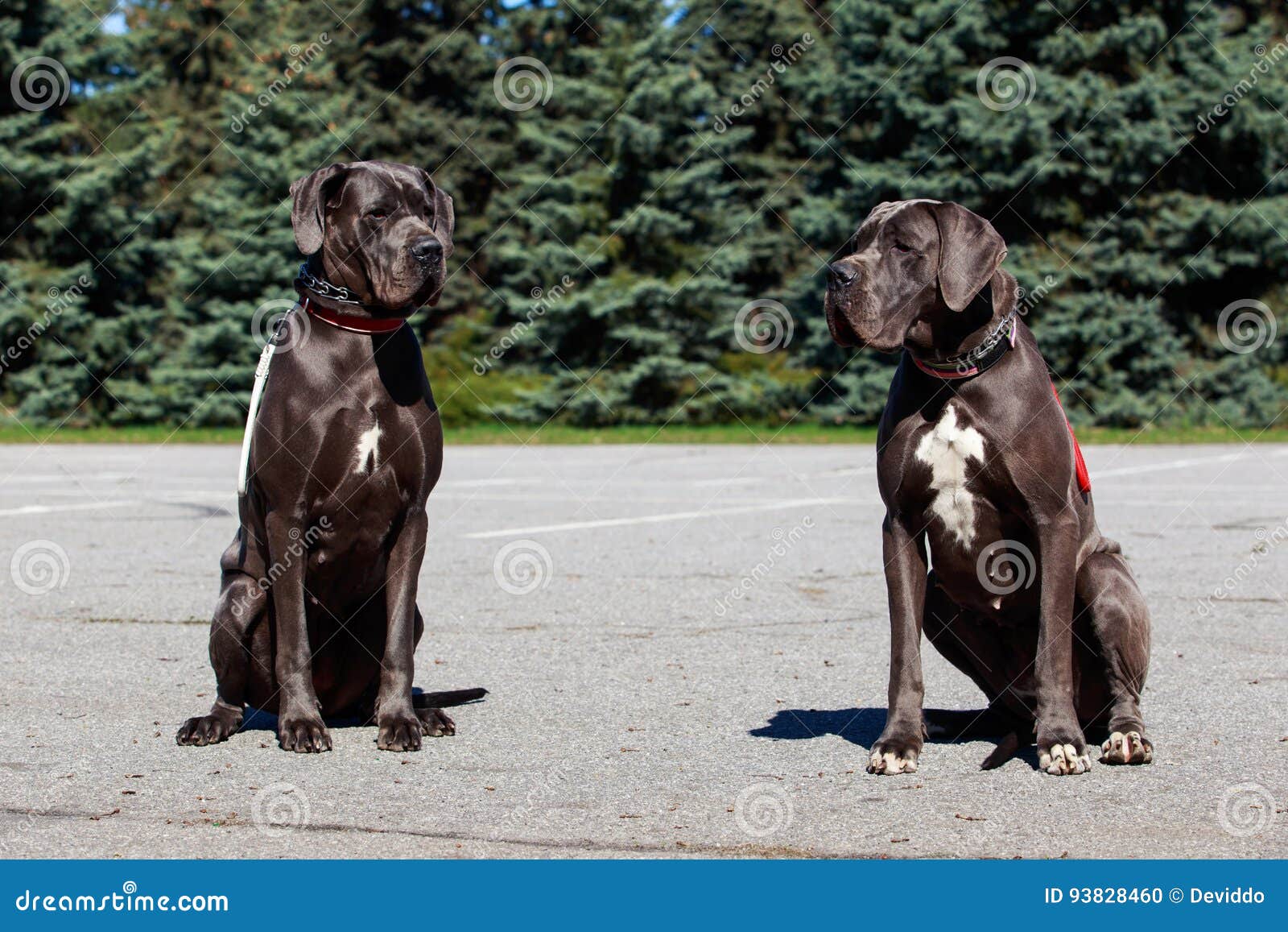 The german mastiff stock photo. Image of summer, friendship - 93828460