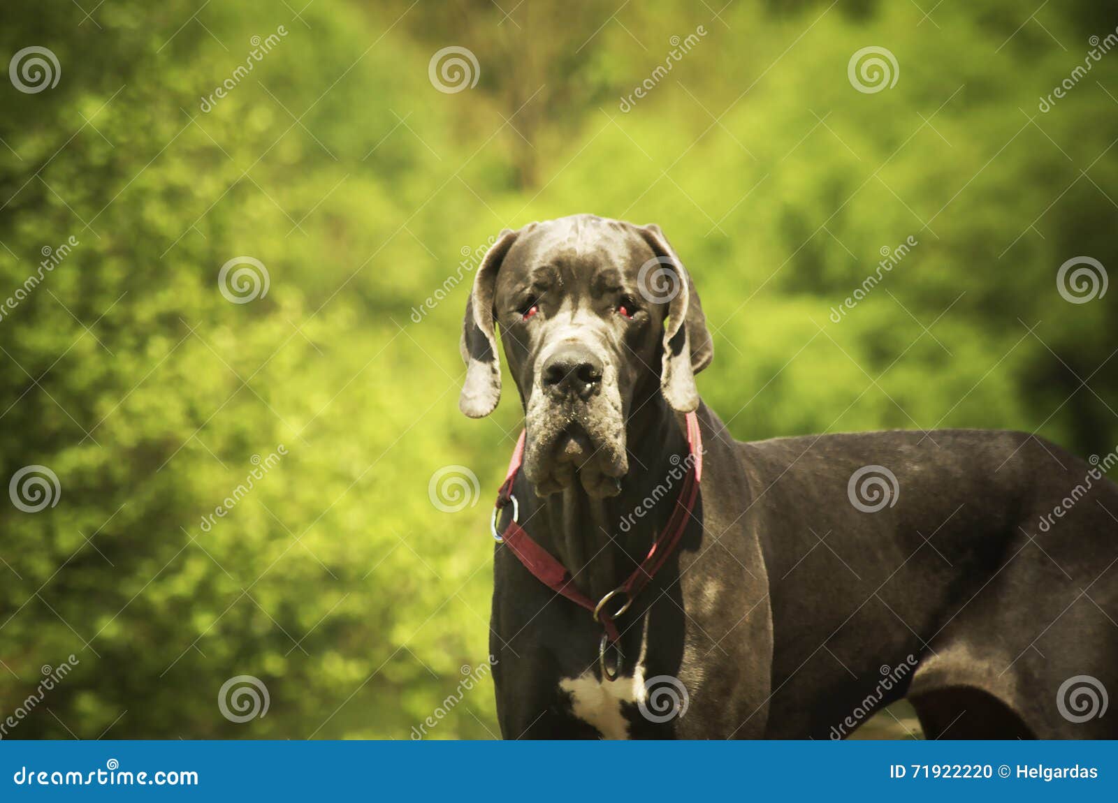 German Mastiff stock photo. Image of canis, grass, bred - 71922220