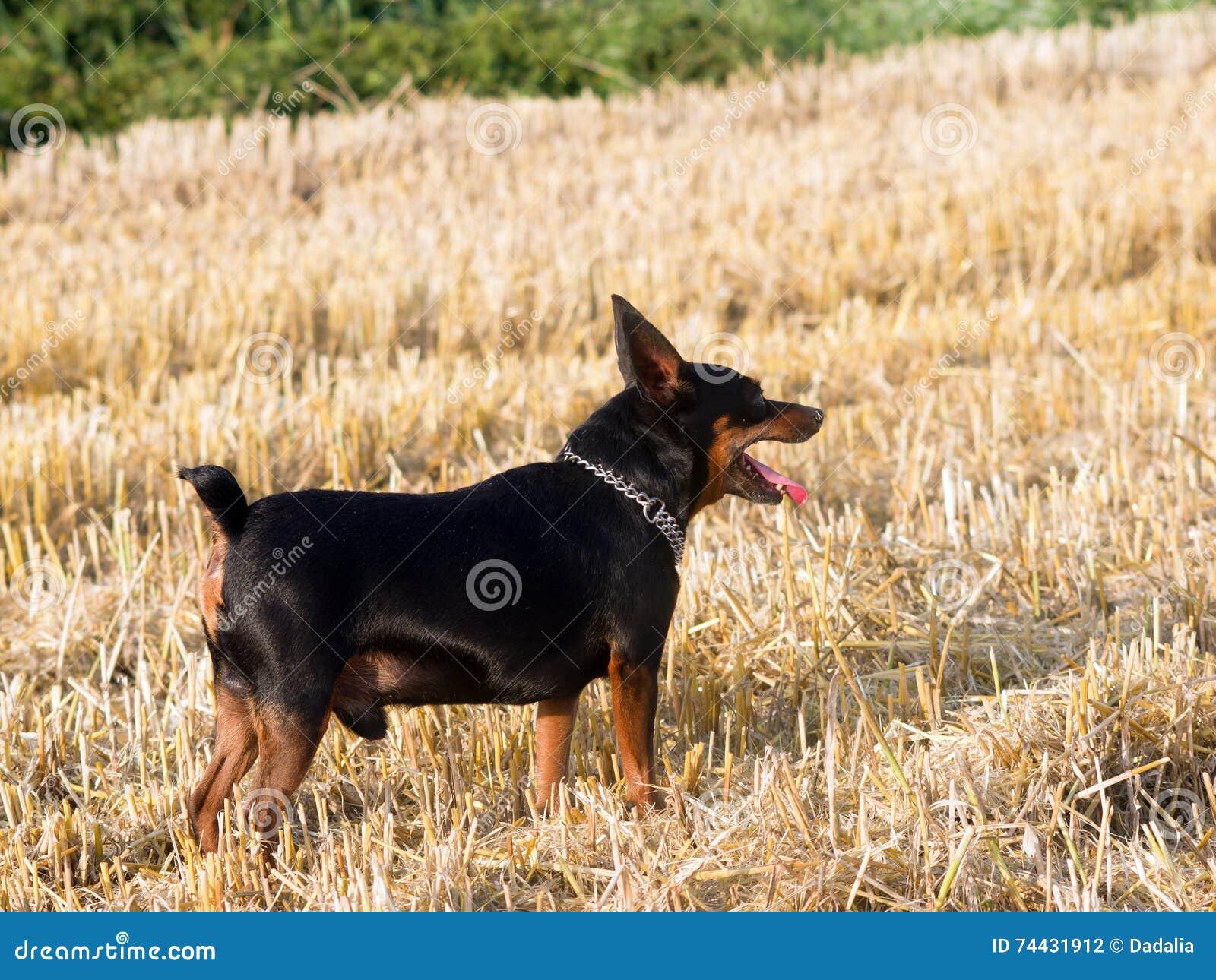 German miniature Pinscher stock photo. Image of german - 74431912