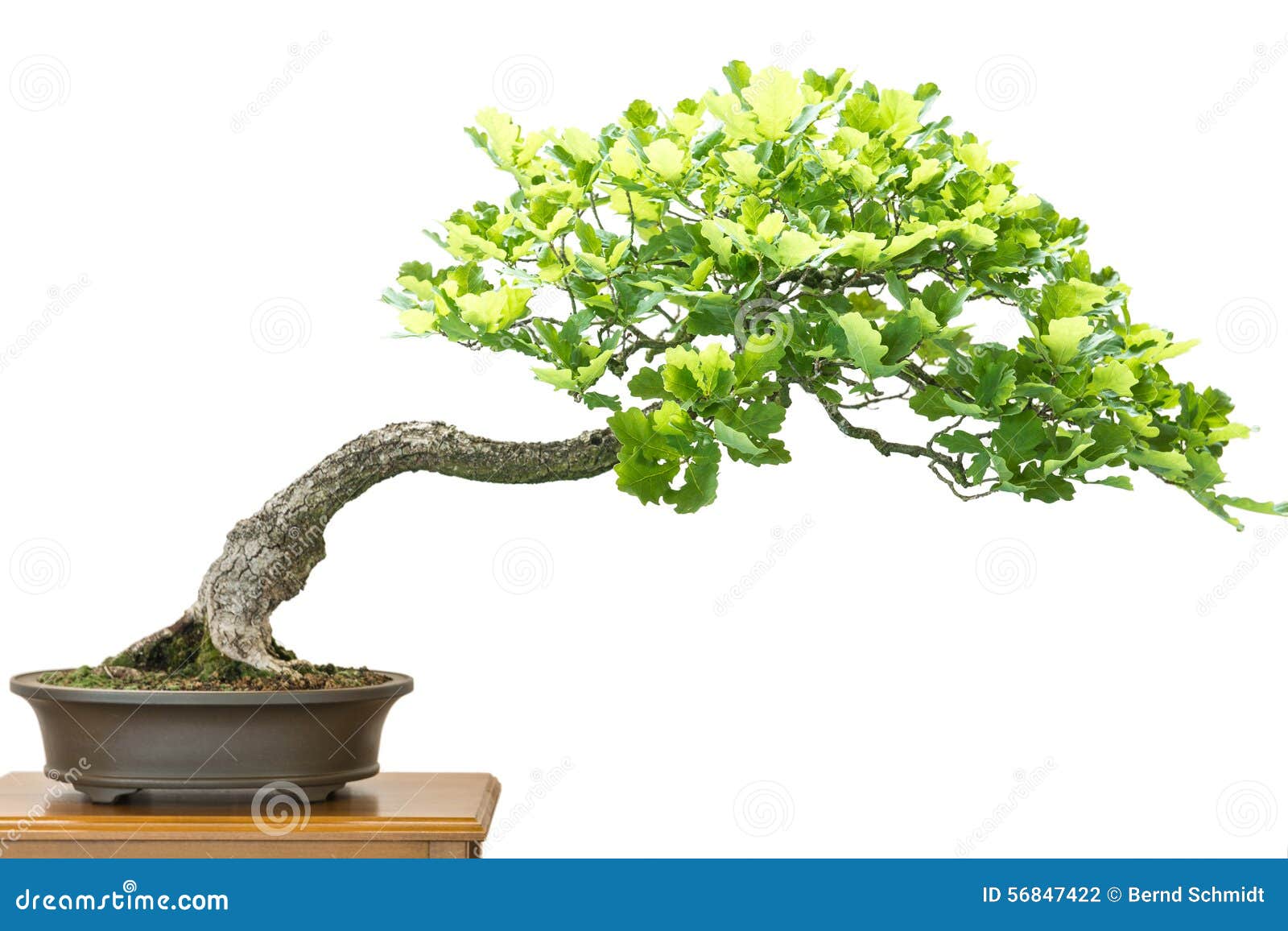 German Oak (Quercus Robur) As Bonsai Tree Stock Photo - Image of leafs ...