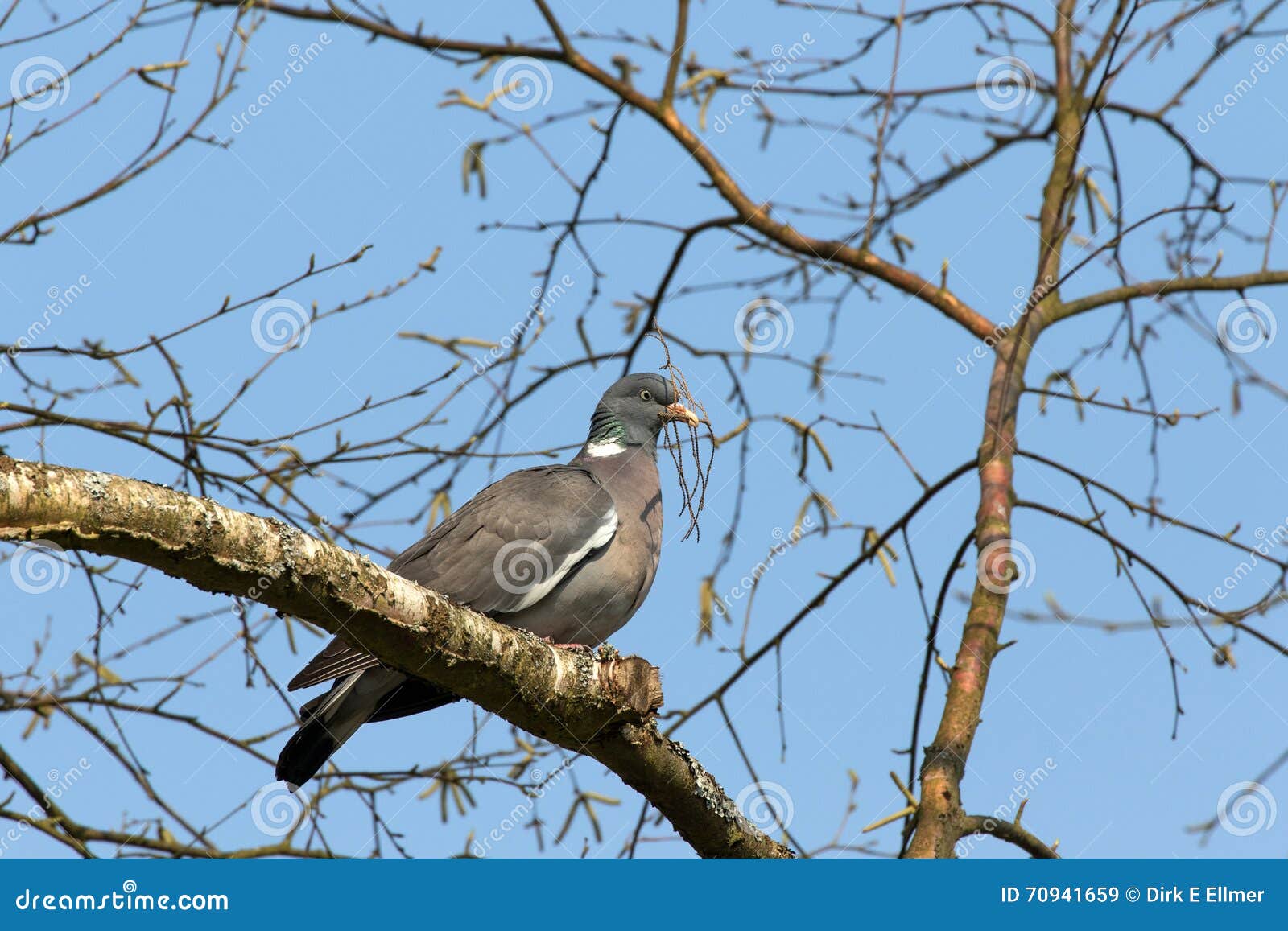 German pigeon stock image. Image of flying, beak, branch - 70941659