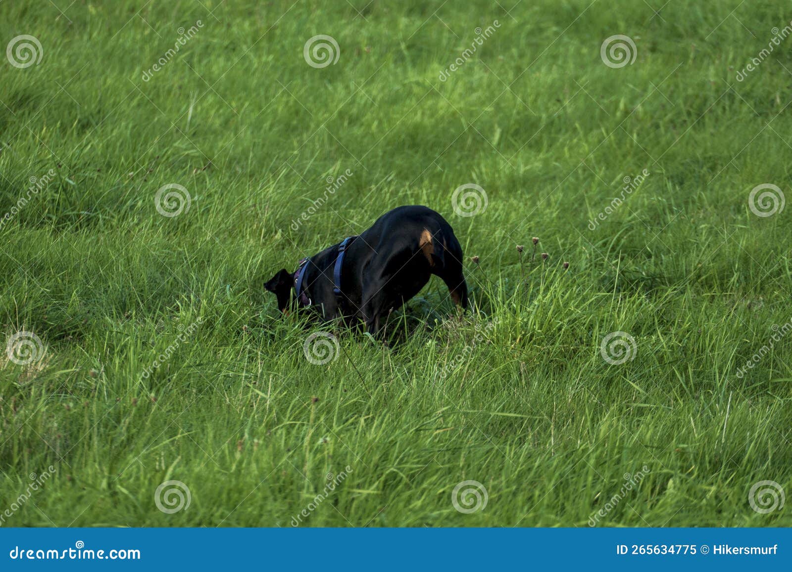 German Pinscher Digging a Hole in Search of Mice Stock Image - Image of ...