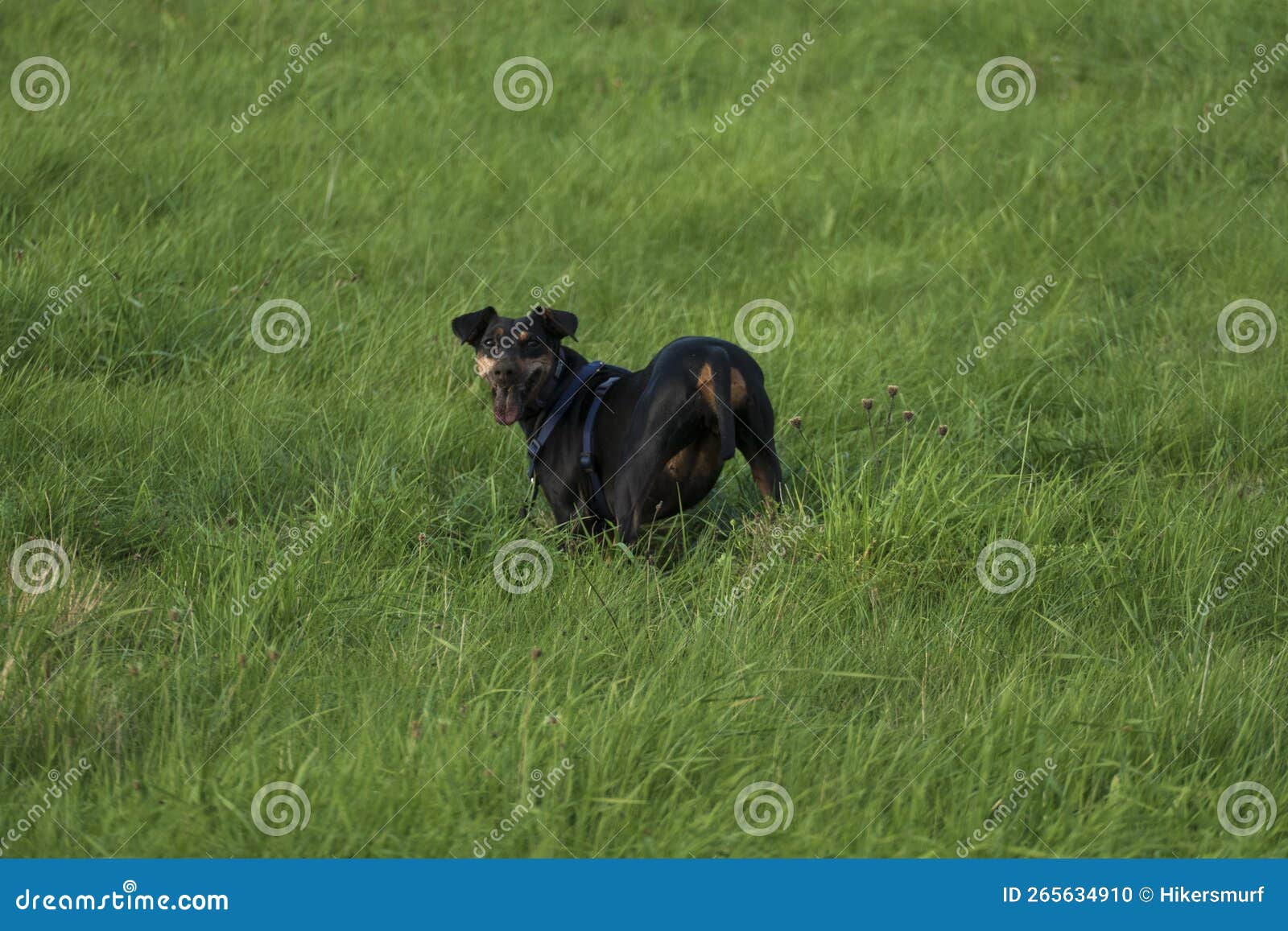 German Pinscher Digging a Hole in Search of Mice Stock Photo - Image of ...
