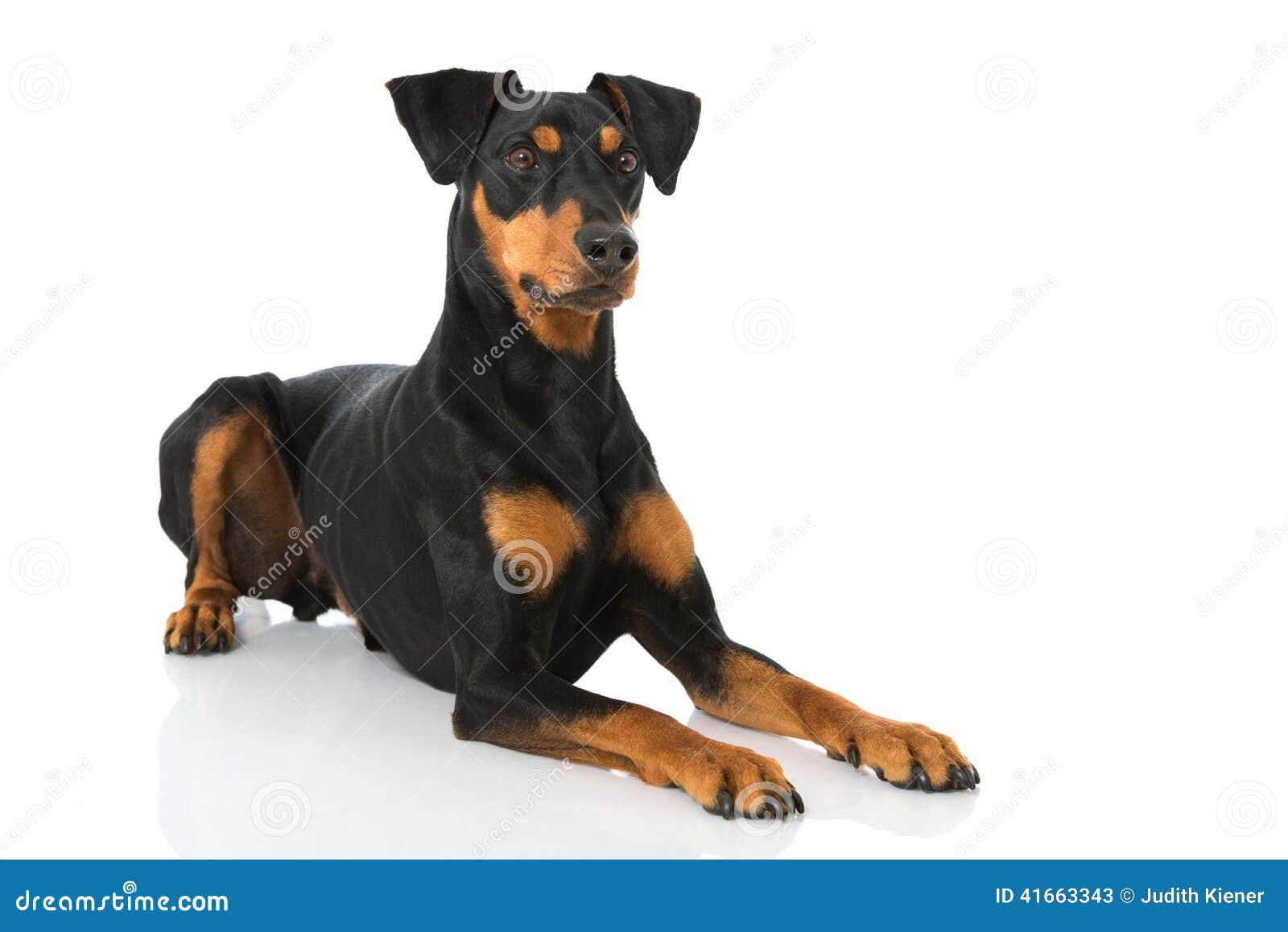 German pinscher dog stock image. Image of huntaway, snout - 41663343