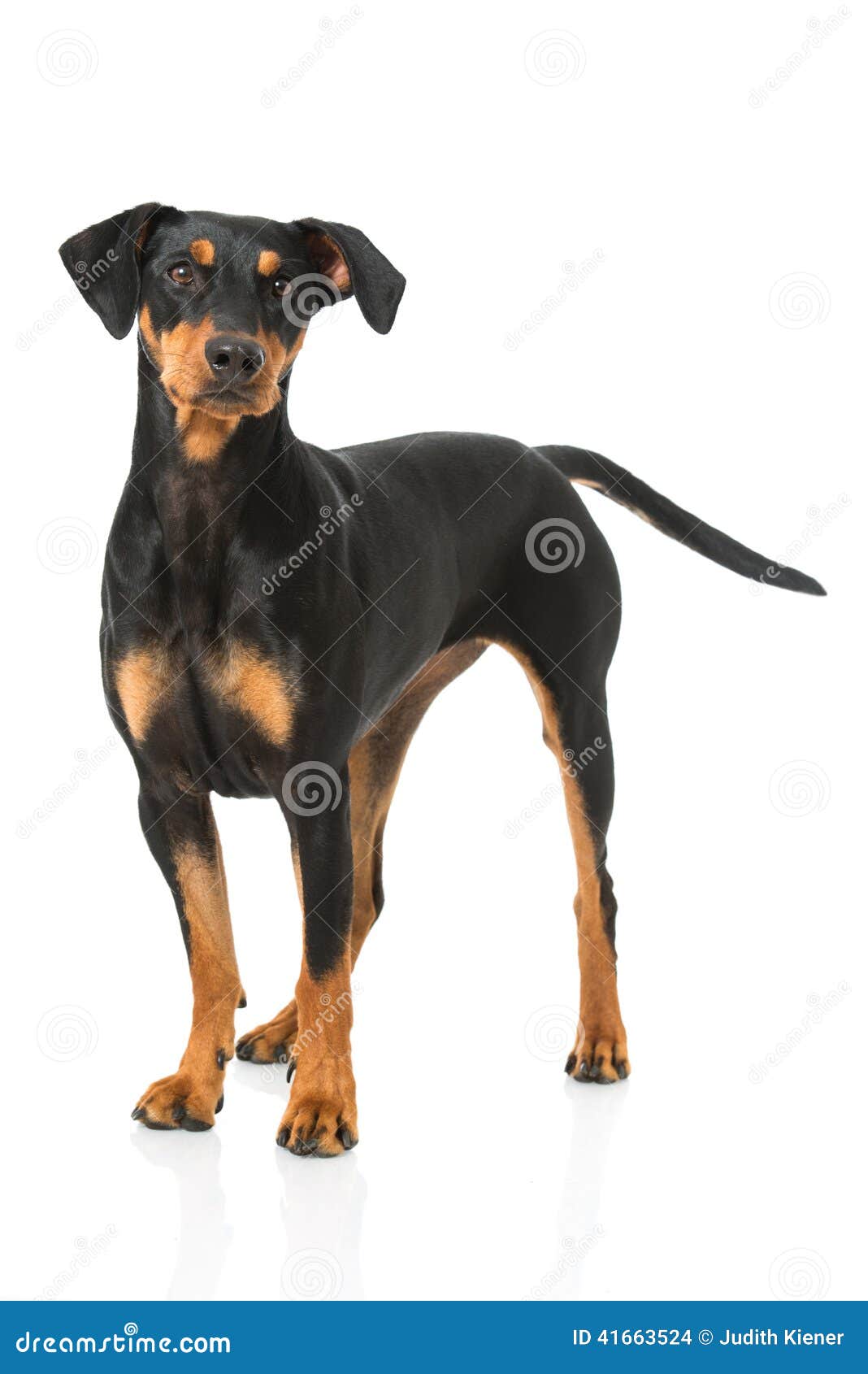 German pinscher dog stock photo. Image of pinscher, white - 41663524