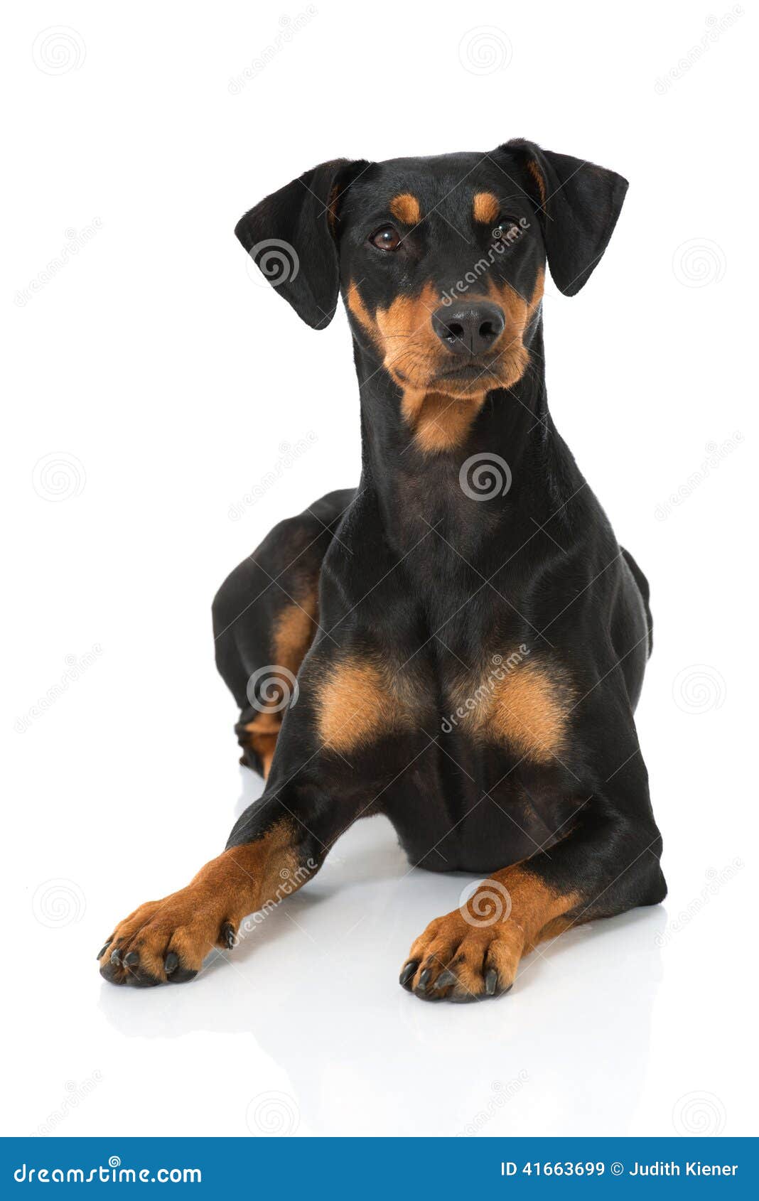 German pinscher dog stock image. Image of white, carnivoran - 41663699
