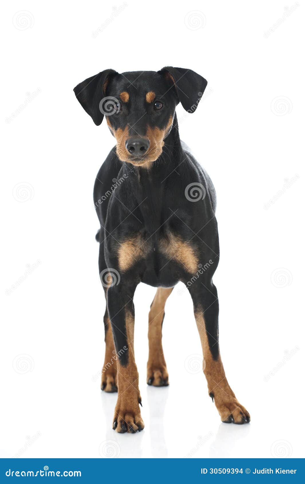German pinscher dog stock photo. Image of animal, space - 30509394
