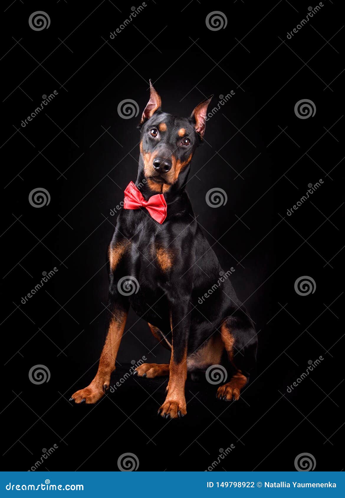 German Pinscher in Red Necktie Stock Photo - Image of accessory, happy ...