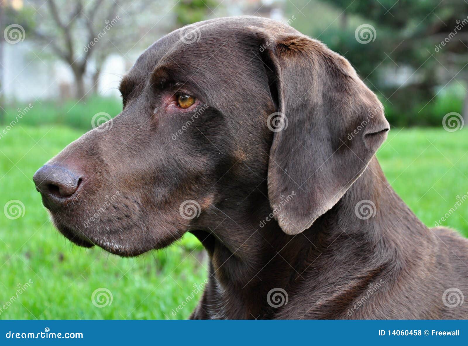 German Pointer Picture. Image: 14060458