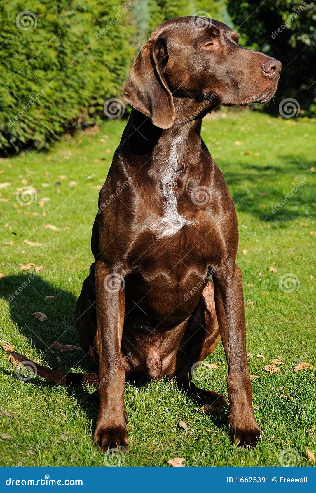 German pointer stock image. Image of whippet, animal - 16625391