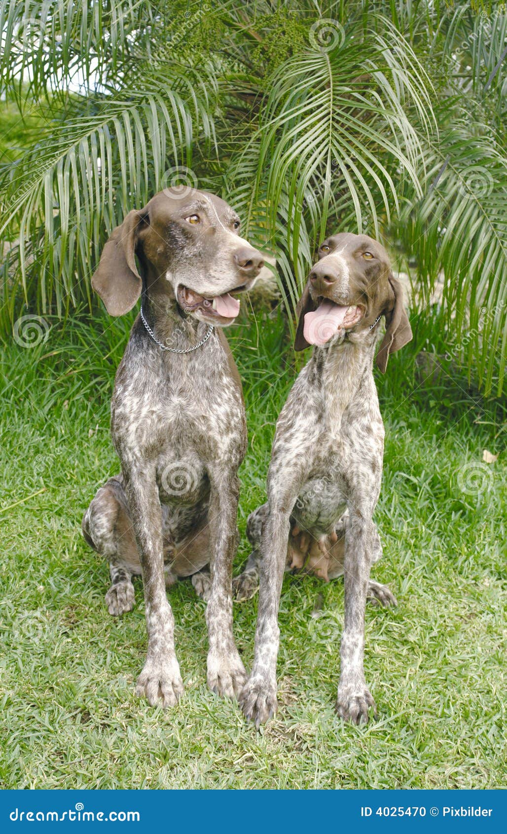 German pointer stock photo. Image of exposition, german - 4025470