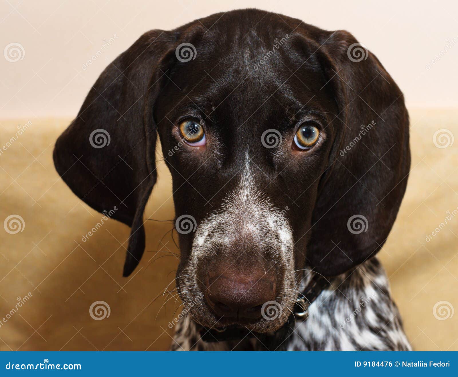 German pointer stock photo. Image of waiting, hunt, shorthair - 9184476