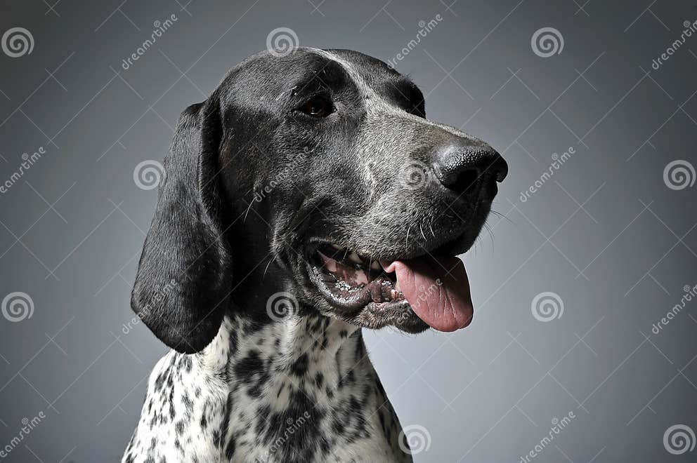 German Pointer Portrait in a Graduated Gray Background Stock Image ...