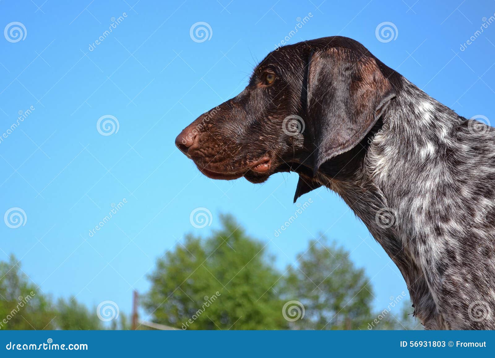 German pointer stock image. Image of swimming, chocolate - 56931803