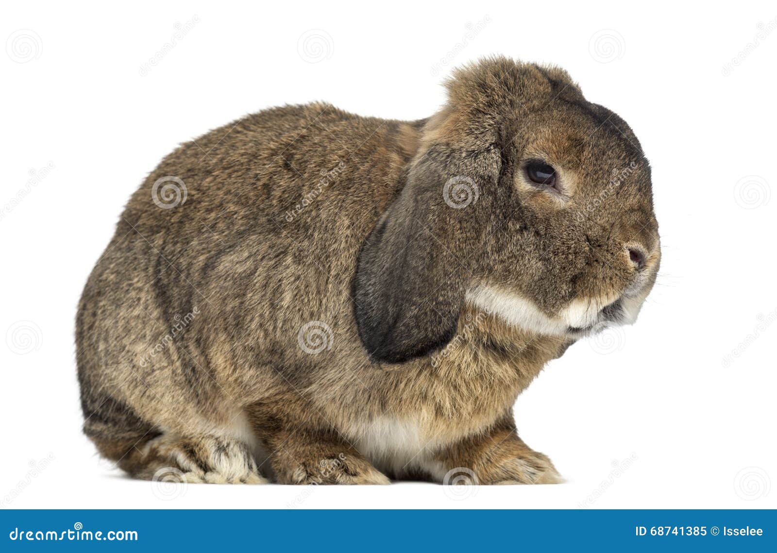 German Rabbit Ram Isolated on White Stock Image - Image of shot, rabbit ...