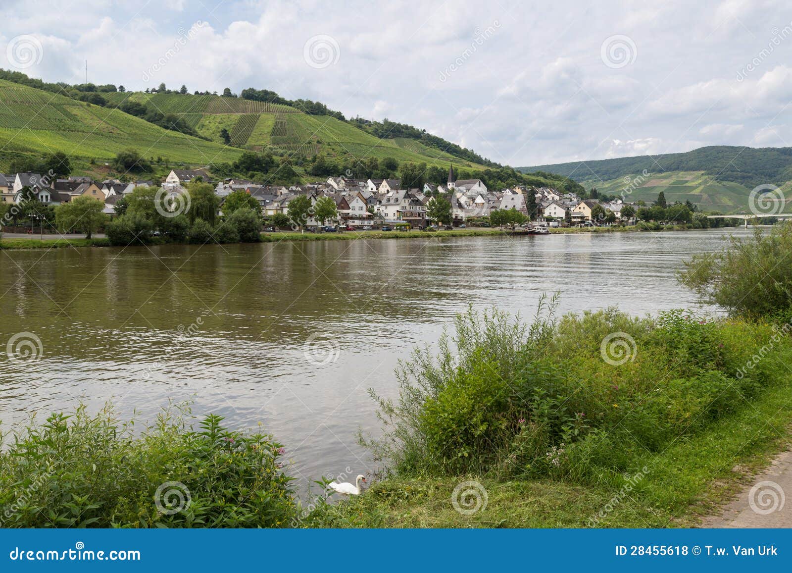 German River Moselle with View at Village Zell Stock Photo - Image of ...