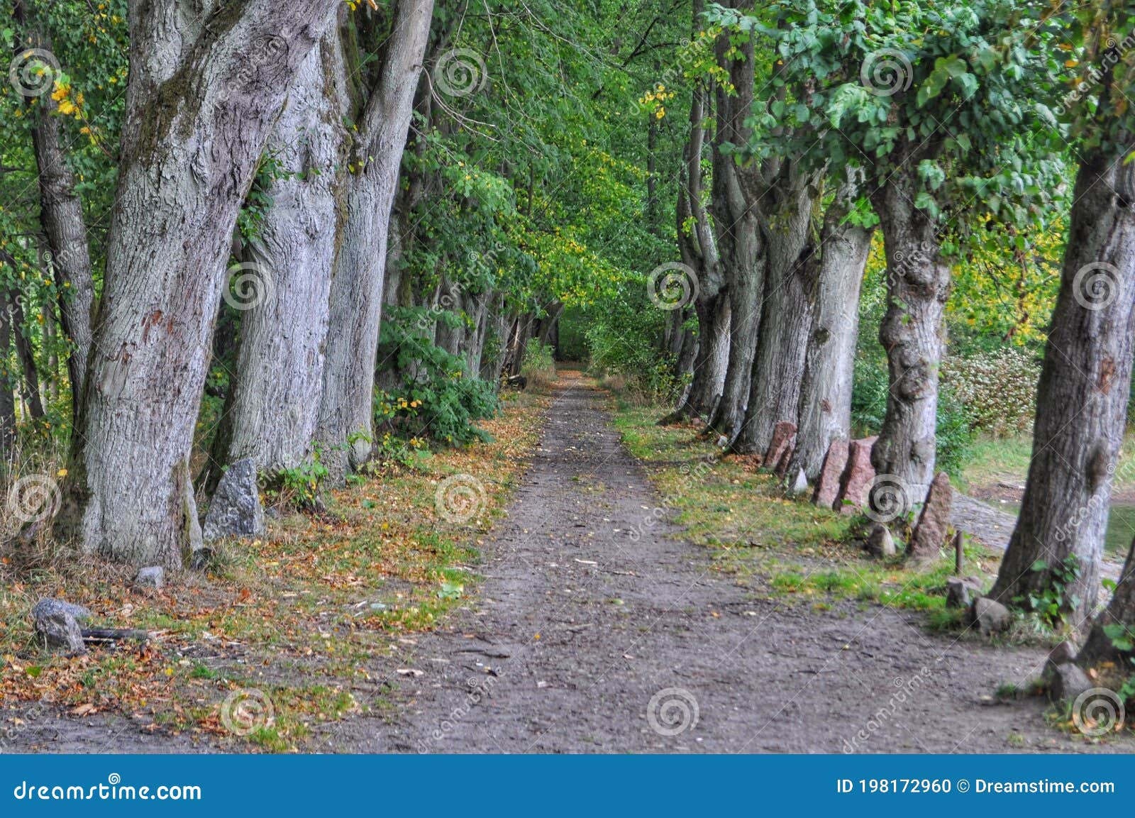 German Road in Kaliningrad Forest Stock Photo - Image of german, flower ...
