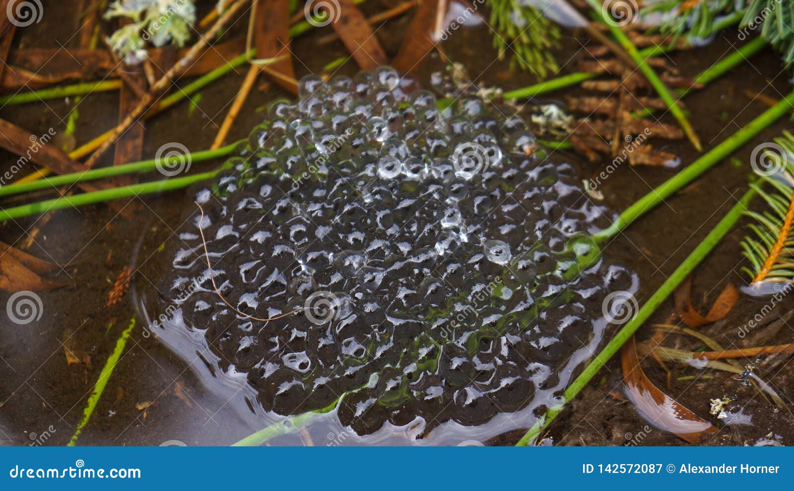 Frog spawn in small pond stock image. Image of nature - 142572087