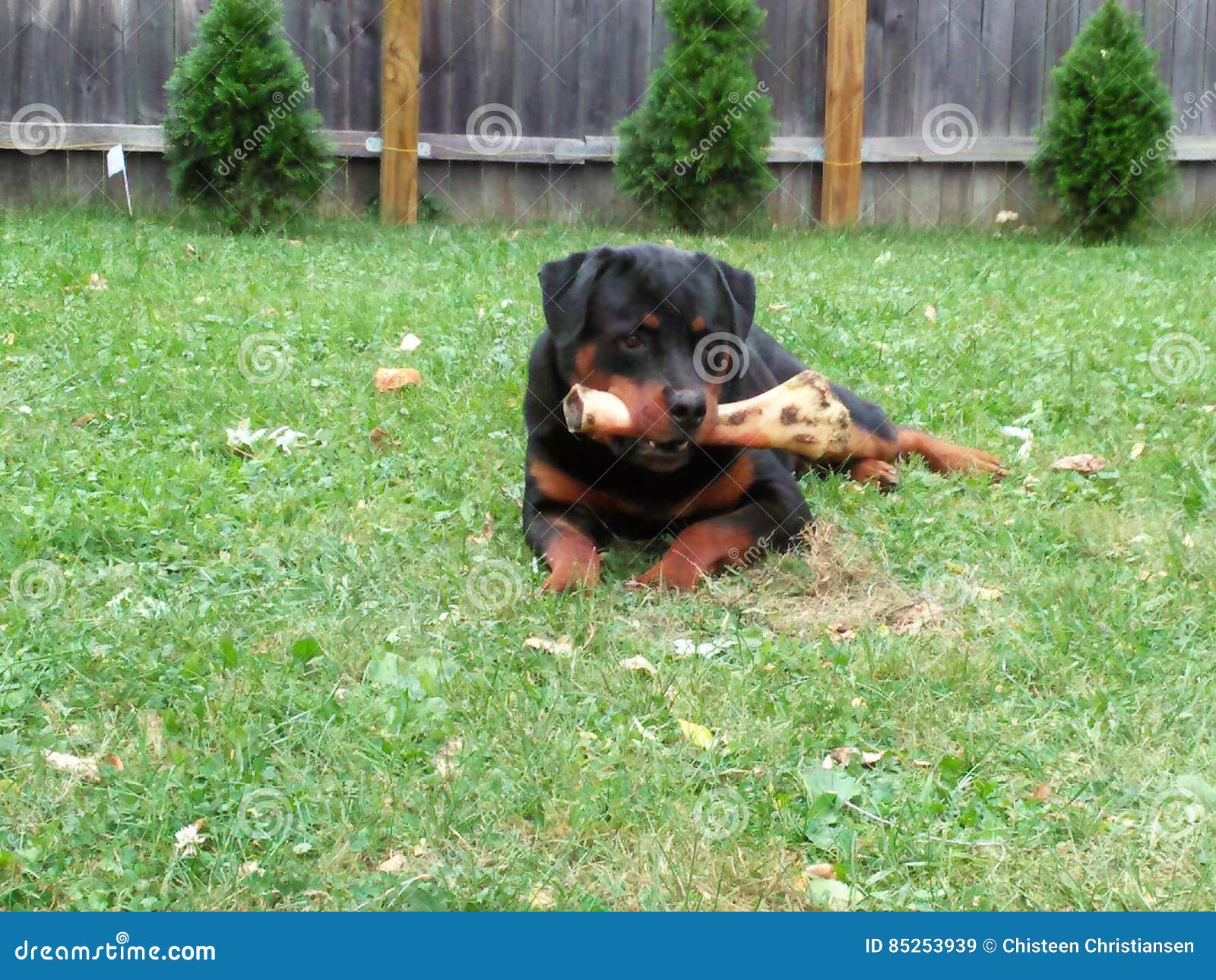 German Rottweiler stock image. Image of rottweiler, outdoors - 85253939