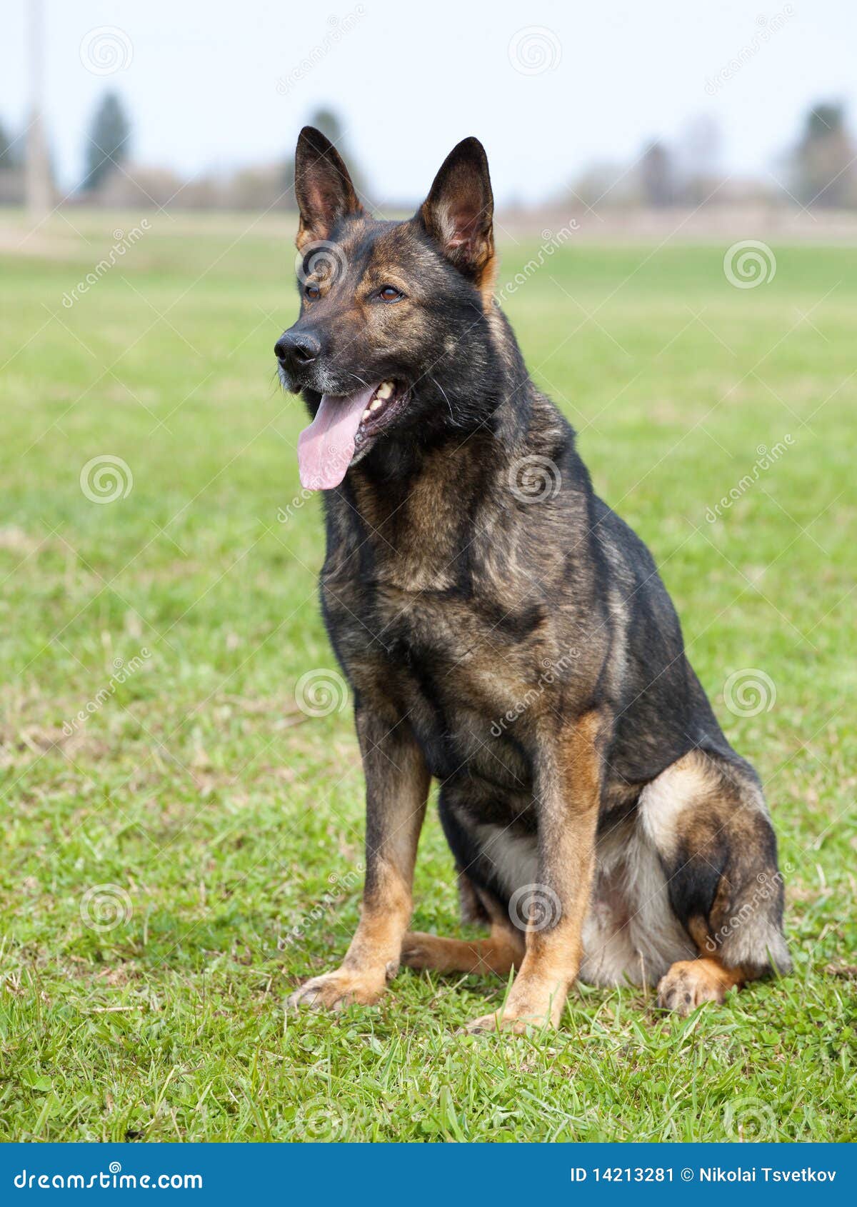 German sheep-dog stock image. Image of behavior, meadow - 14213281