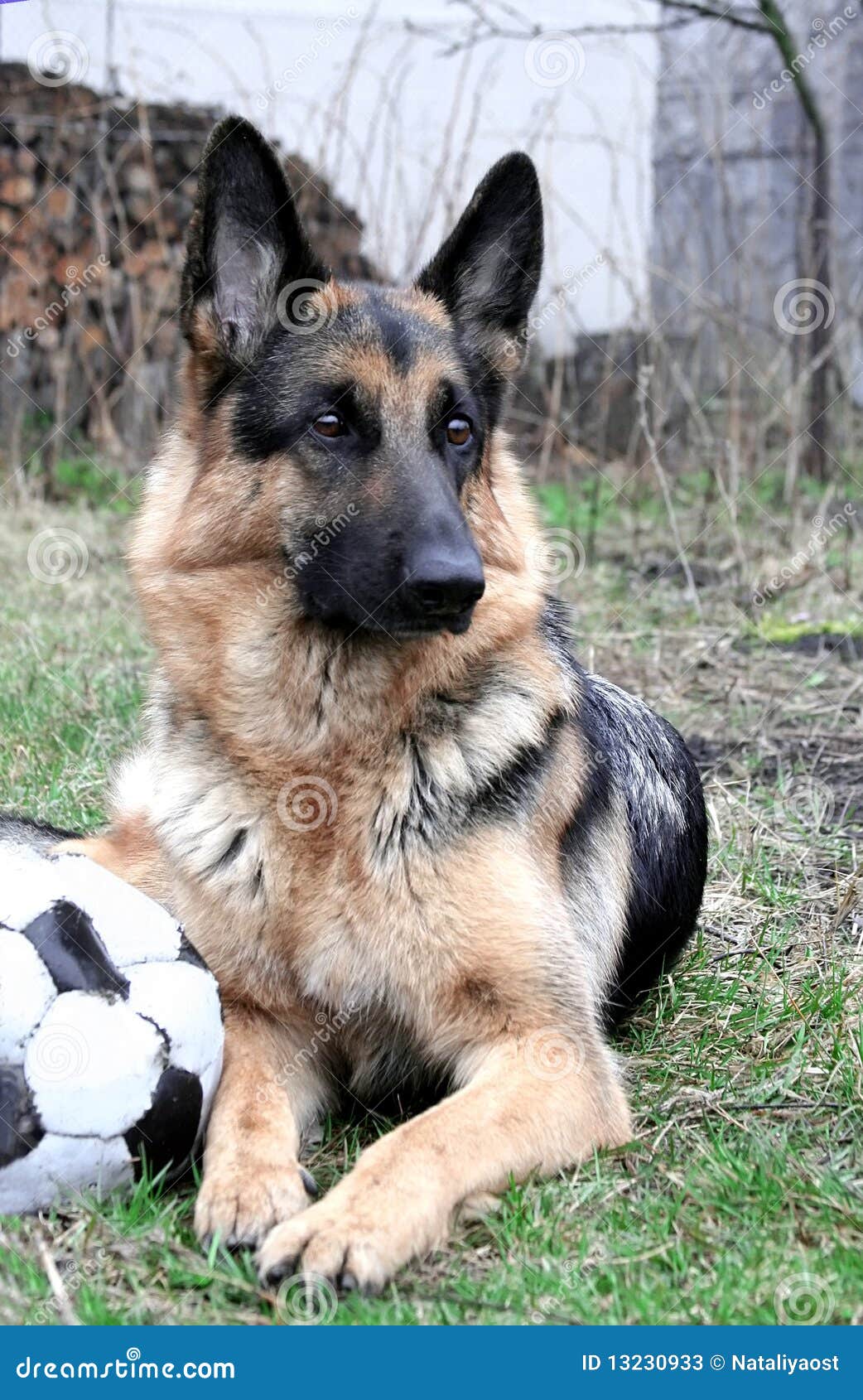 German Sheep Dog with an Old Ball Stock Image - Image of ball, german ...