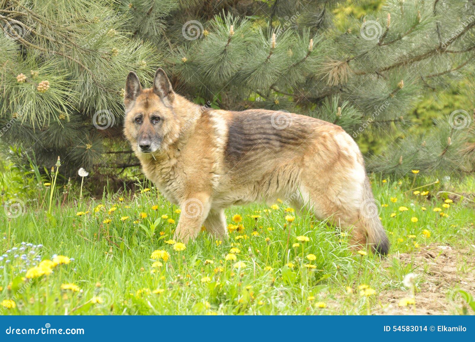 German sheep-dog stock photo. Image of hound, attractive - 54583014