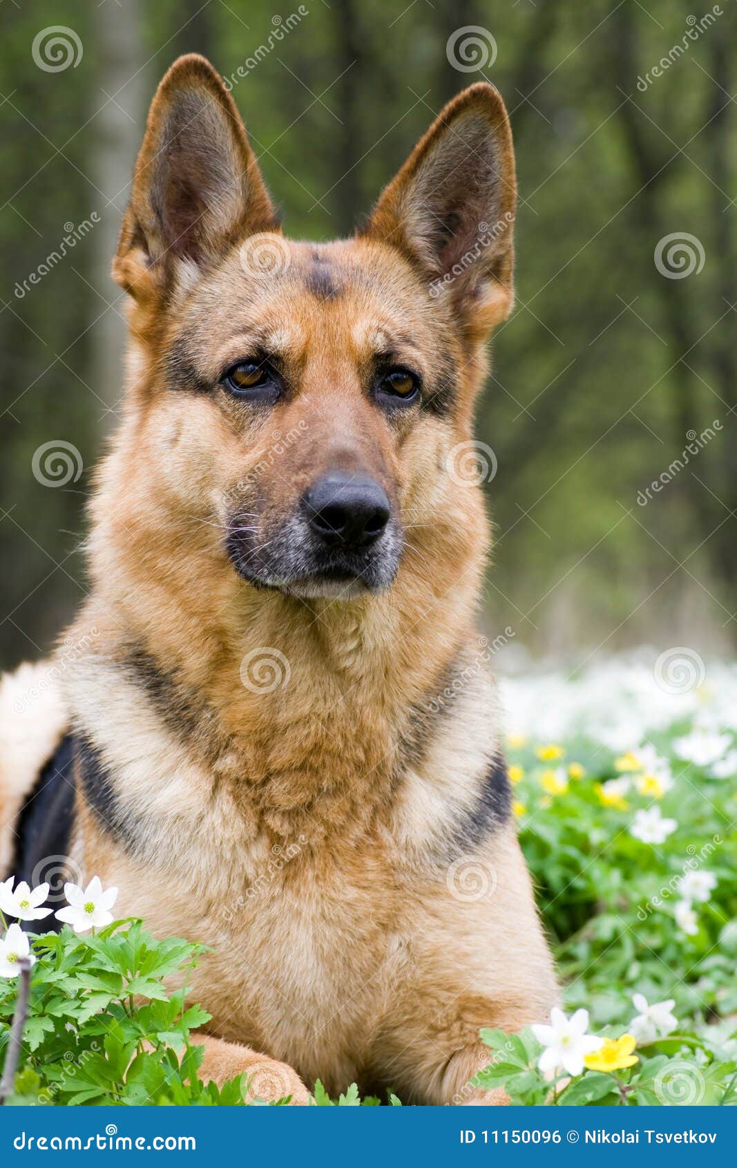 German Sheepdog stock photo. Image of animal, domestic - 11150096