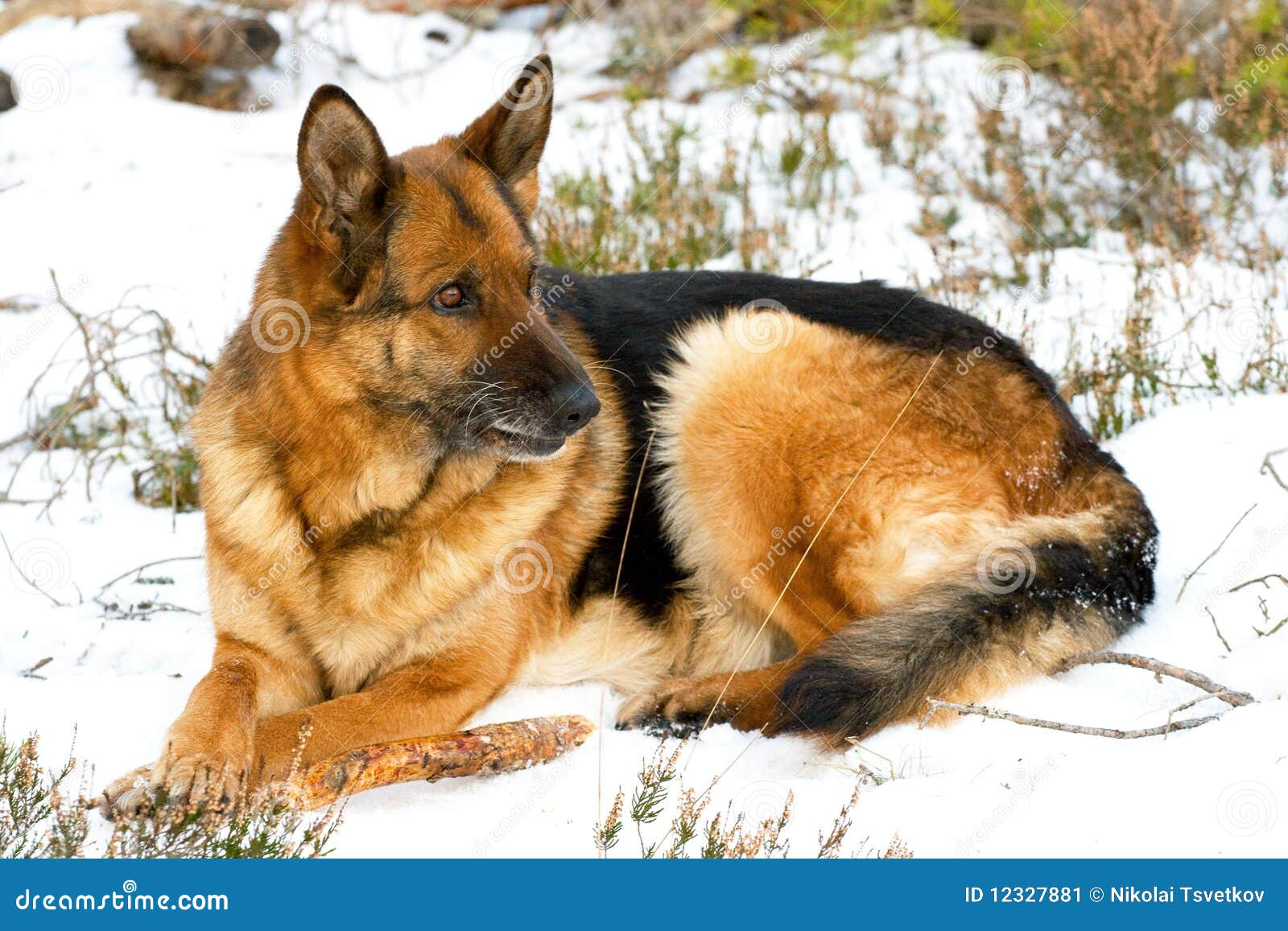 German Sheepdog stock image. Image of stick, german, furry - 12327881